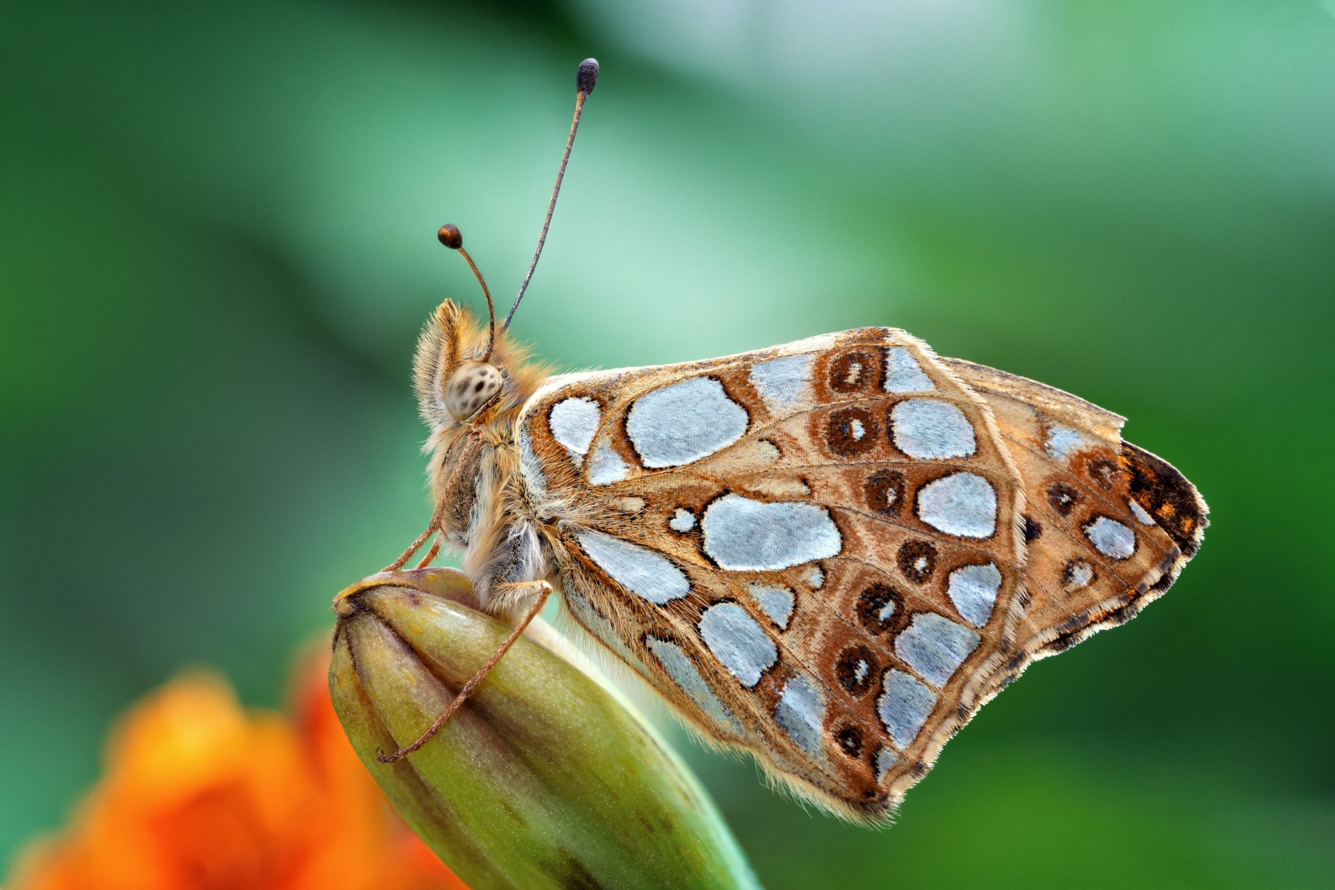 Download Insect Macro Animal Butterfly 4k Ultra HD Wallpaper