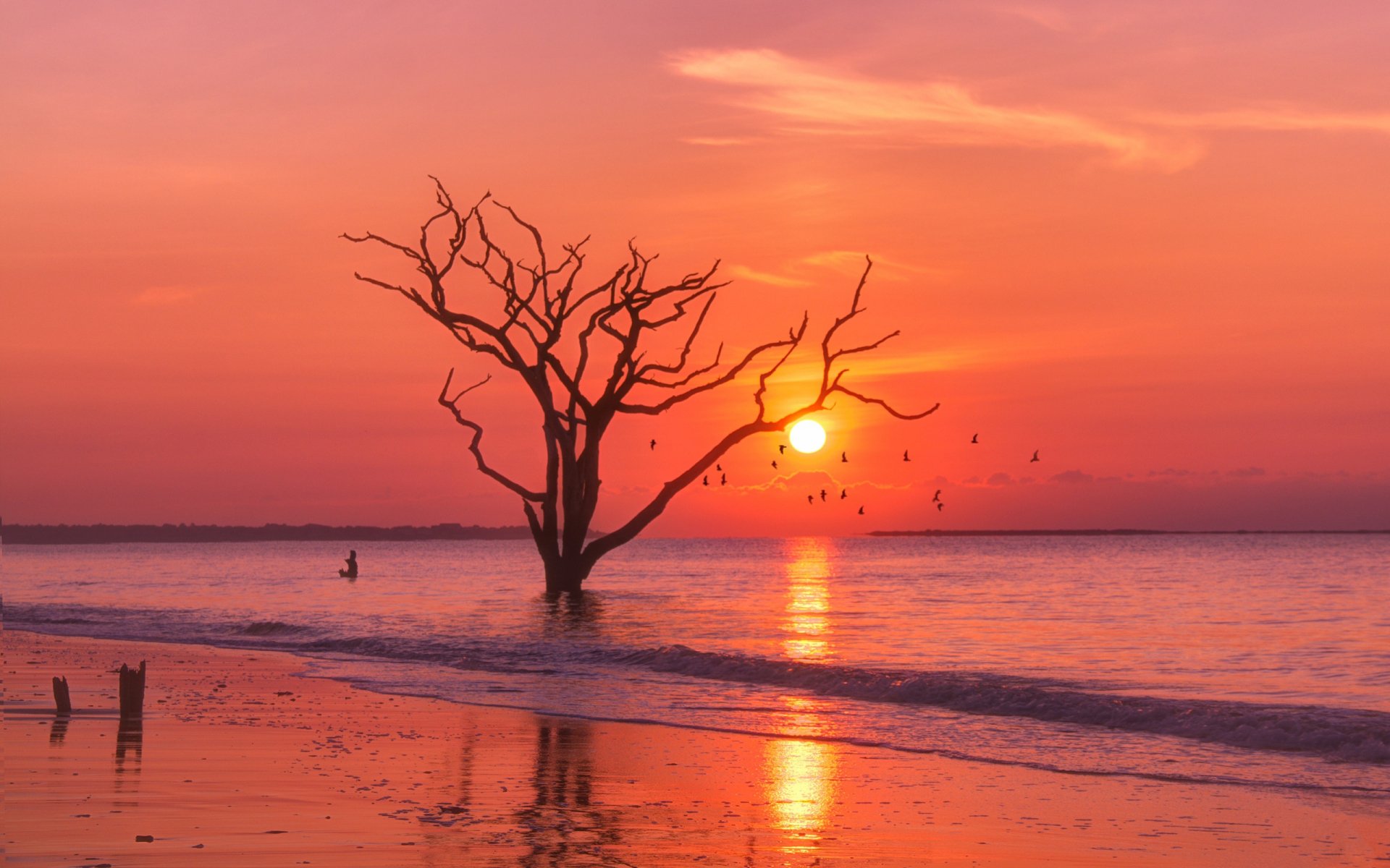 Download Sun Ocean Beach Tree Nature Sunset HD Wallpaper
