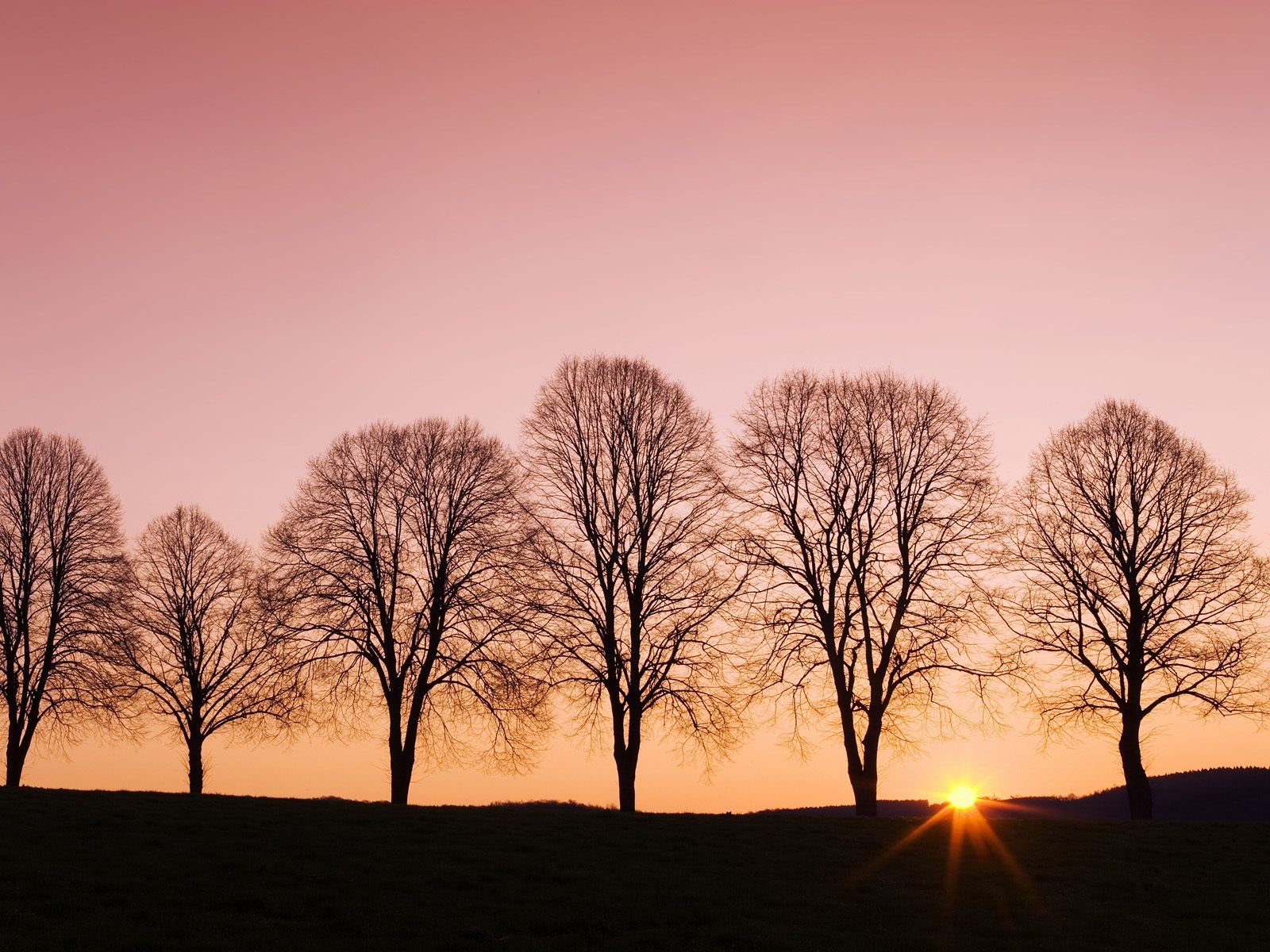 Sunset Silhouettes: HD Nature’s Tree Harmony | 1600x1200 | Wallpaper Abyss
