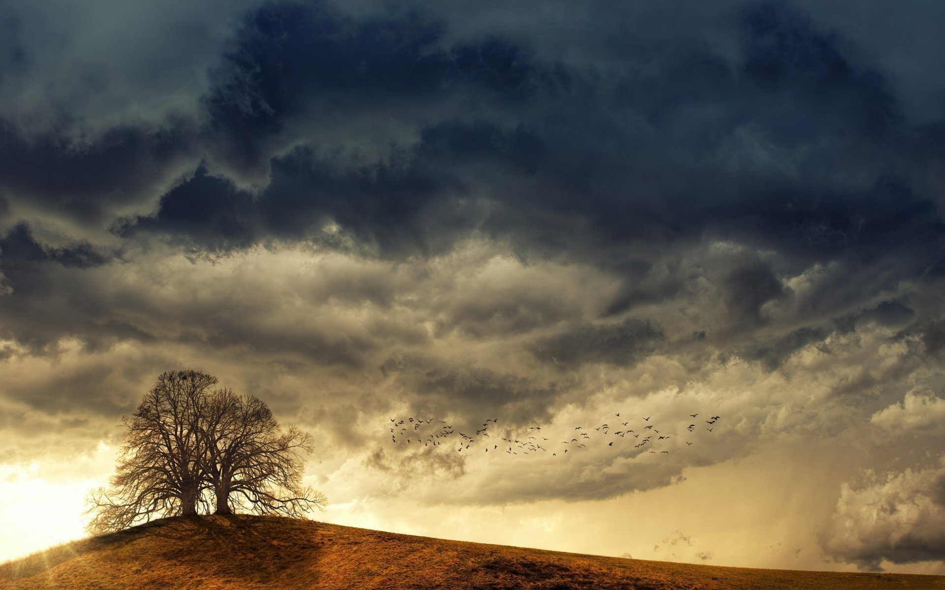 Download Nature Cloud Tree HD Wallpaper