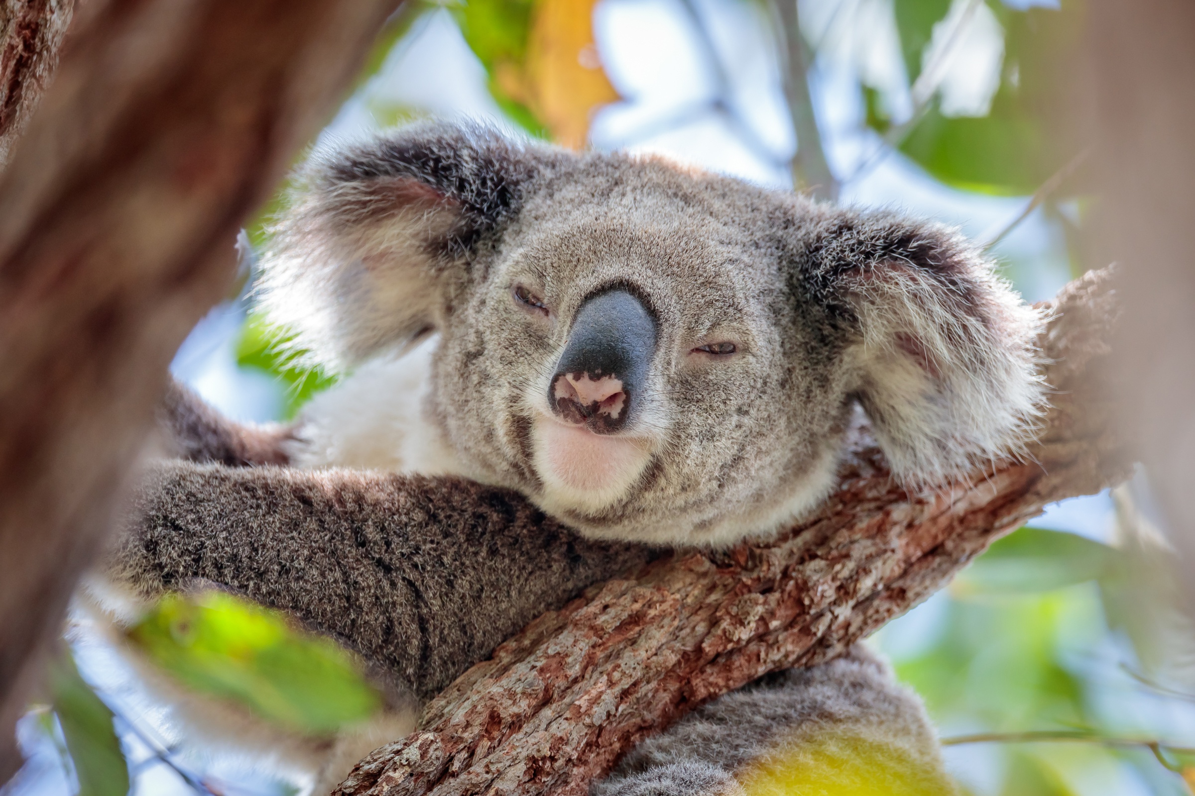 Serene Koala in HD: Nature’s Cuddly Tree Hugger
