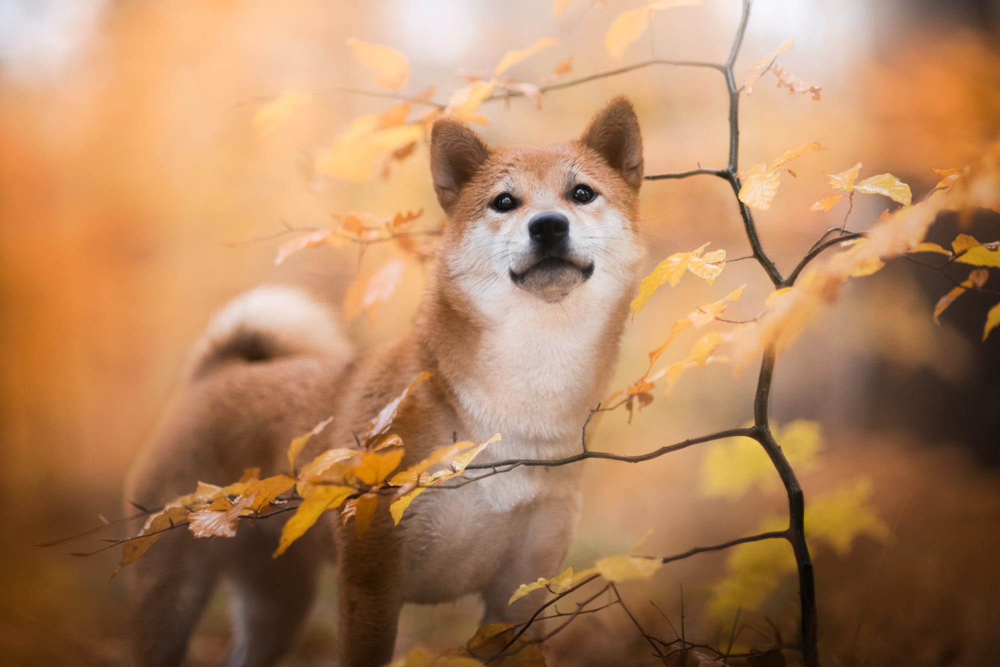 Shiba Inu HD Wallpaper