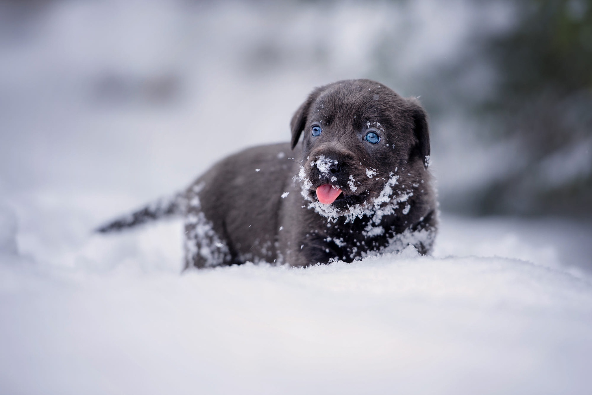 Winter Baby Animal Images 113,900+ Baby Animals Snow Stock Photos,
