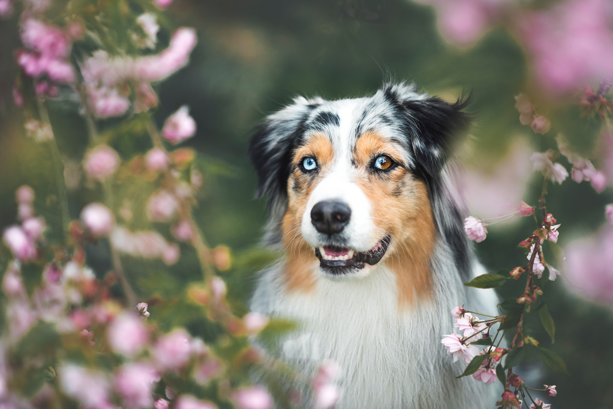 Download Dog Animal Australian Shepherd HD Wallpaper