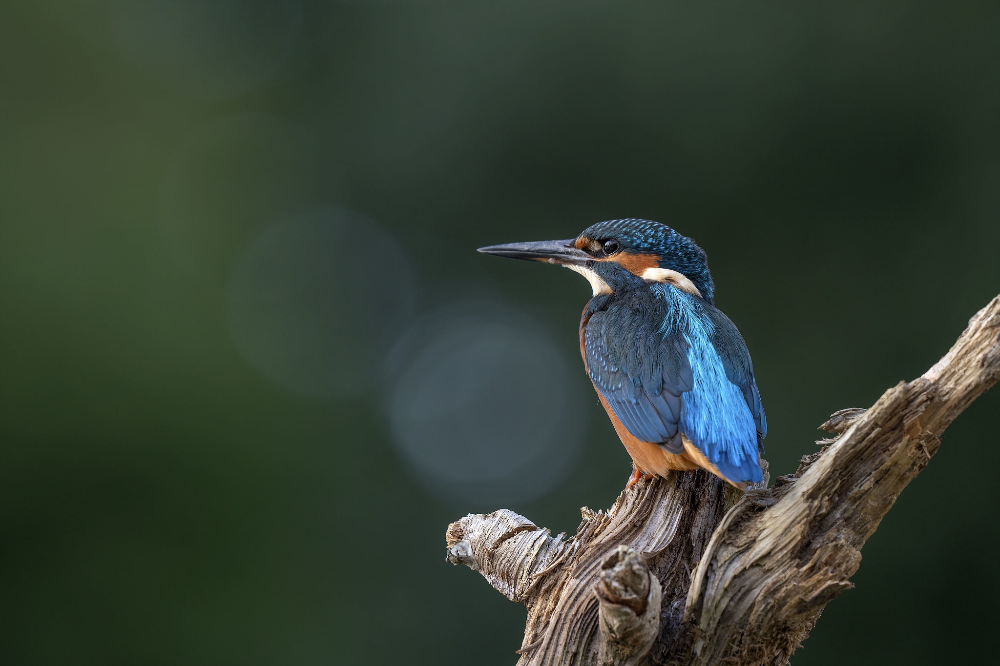 Common (Eurasian) (Small Blue) Kingfisher - alcedo atthis