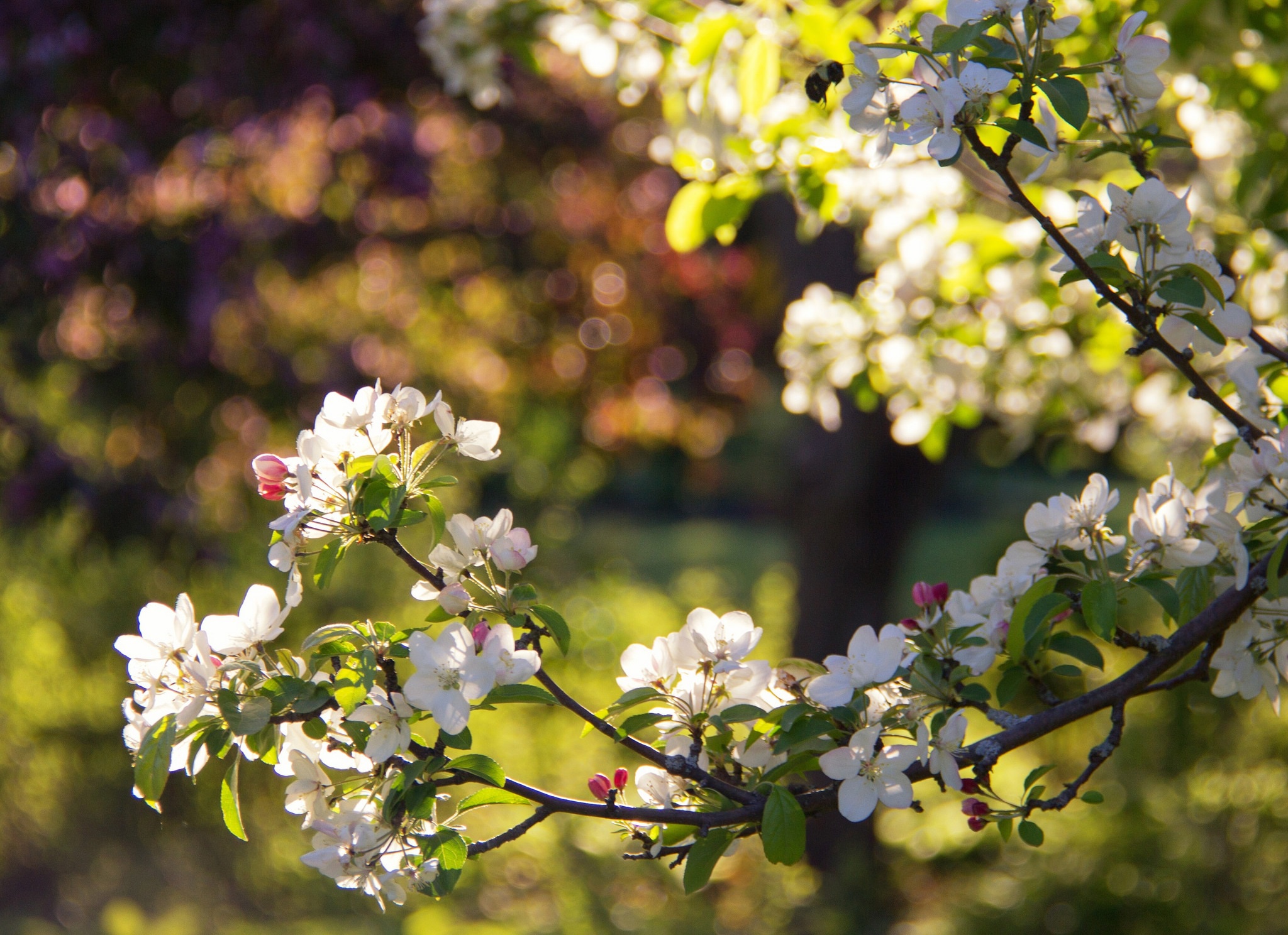 Blossom HD Wallpaper