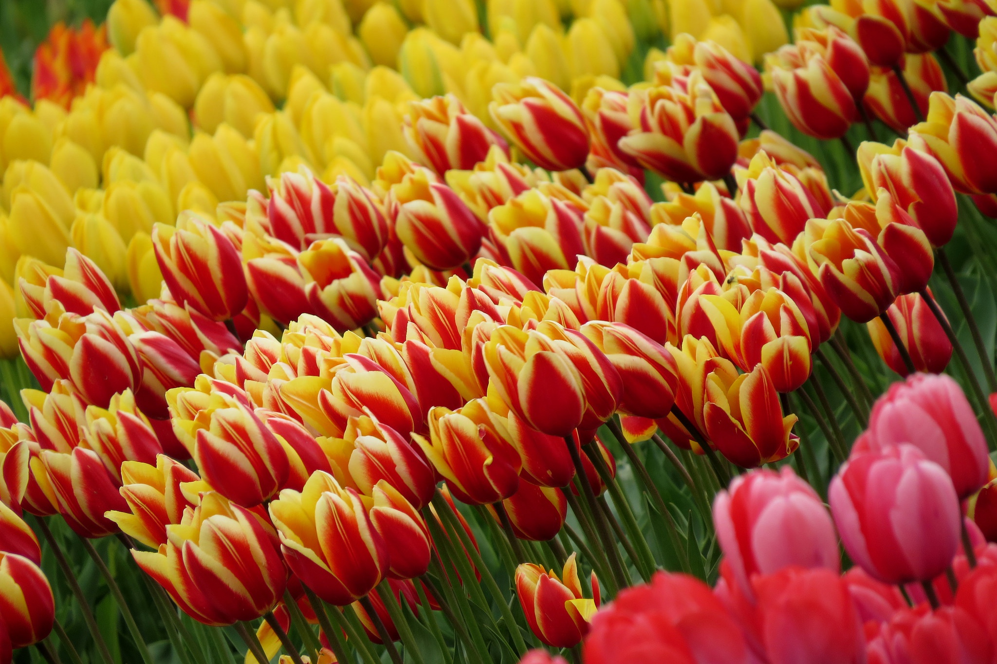 Download Nature Tulip HD Wallpaper