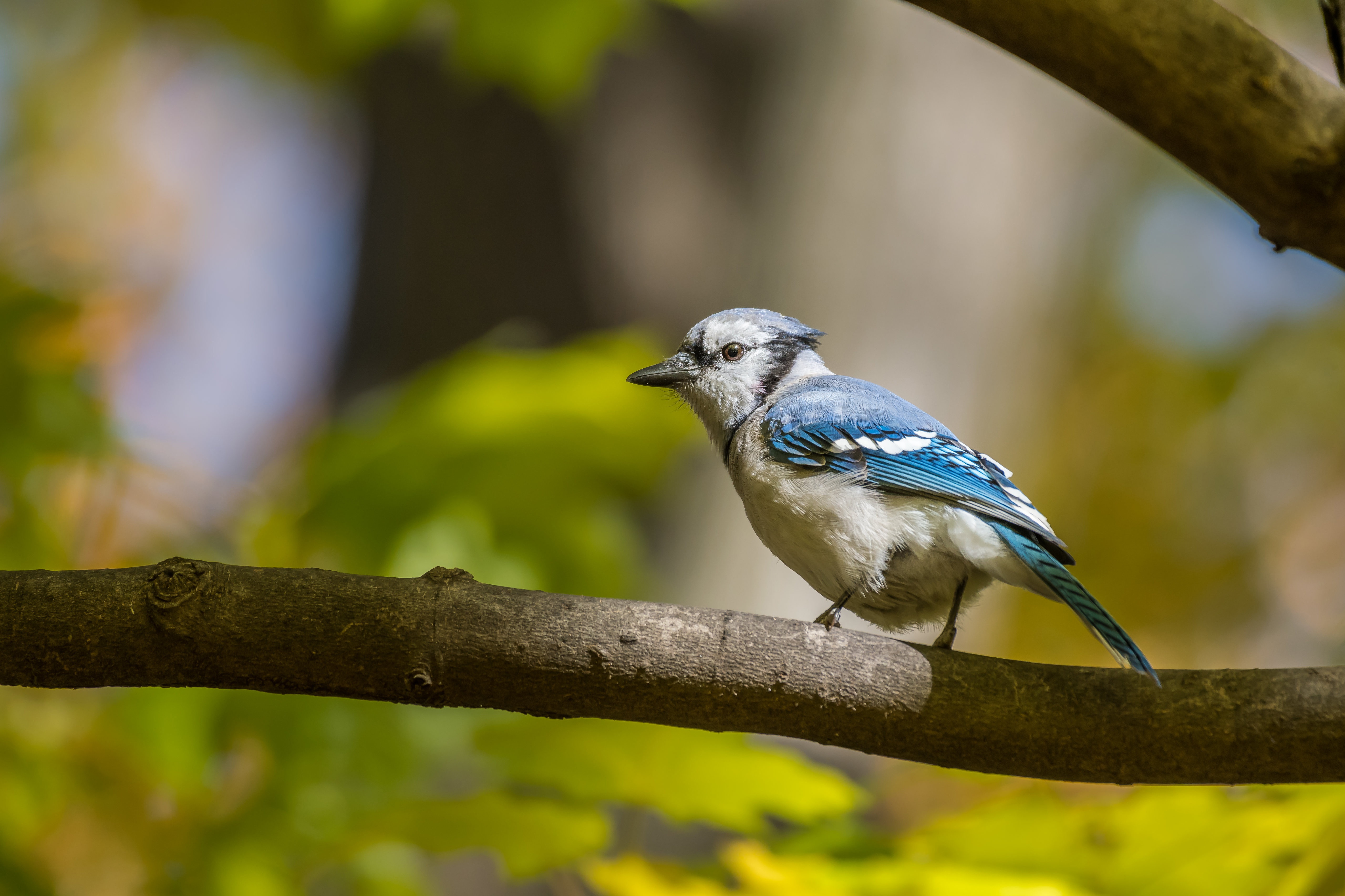 Blue Jay 4k Ultra HD Wallpaper