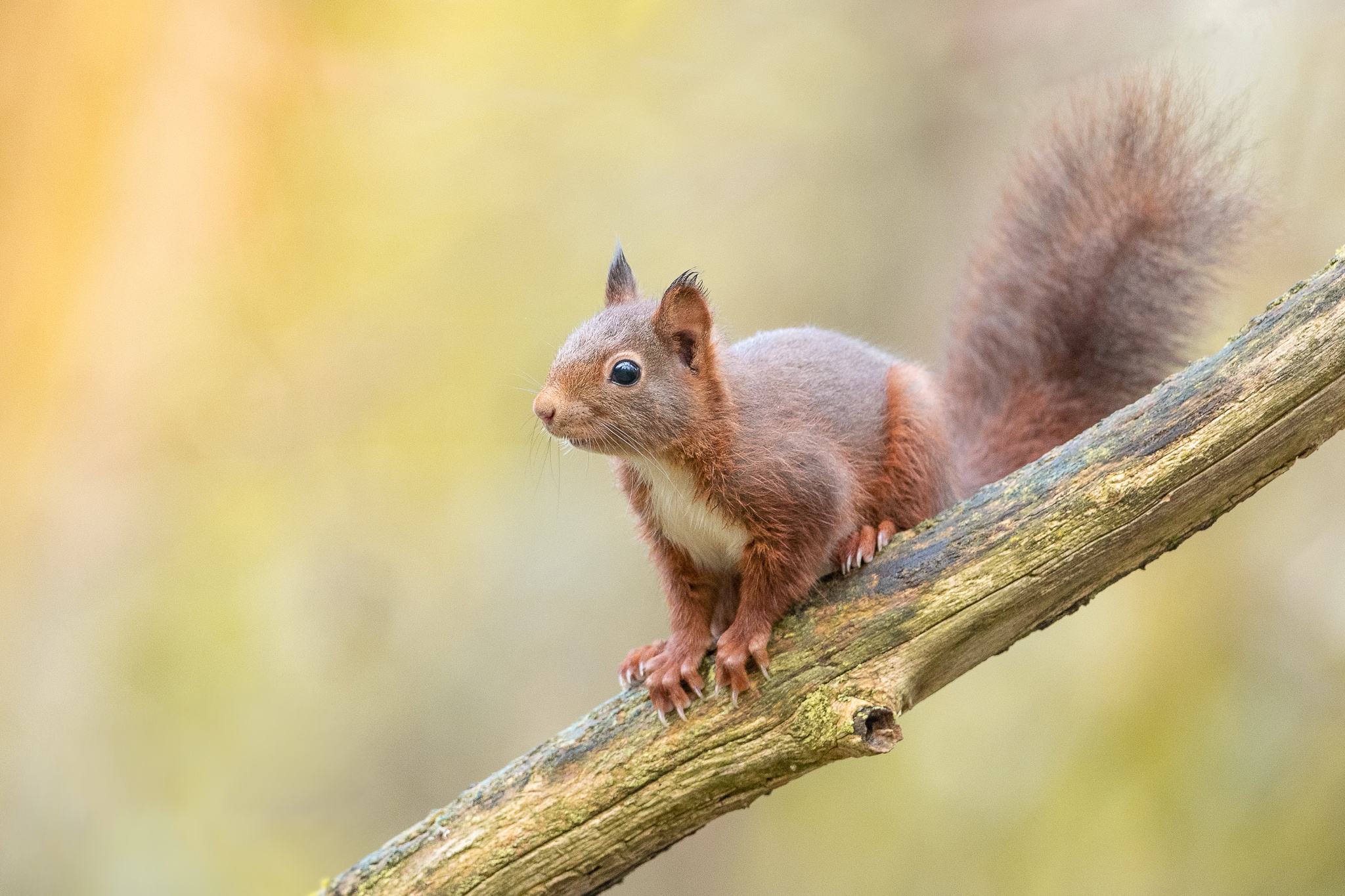 Download Rodent Animal Squirrel HD Wallpaper