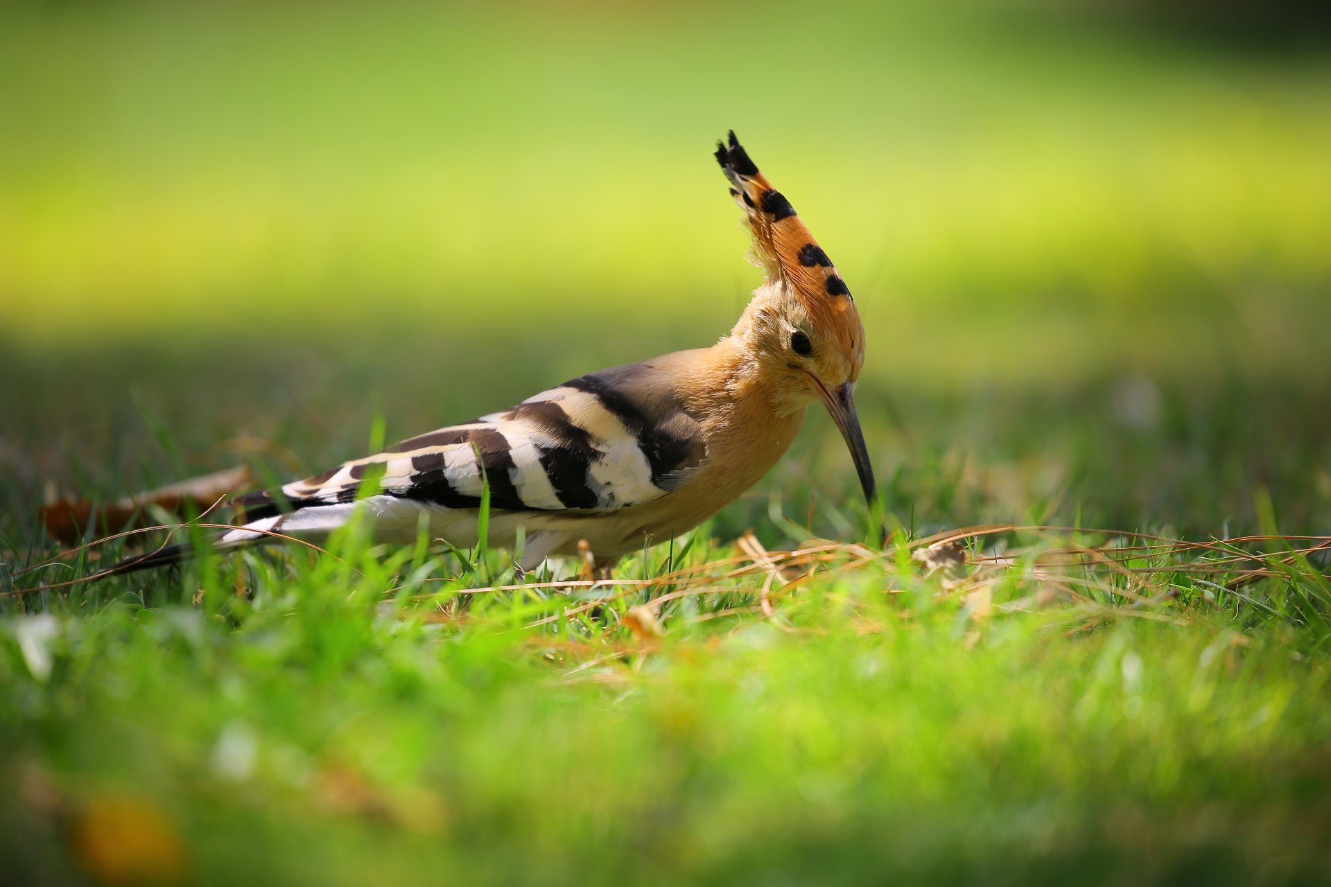 Download Bird Animal Hoopoe 4k Ultra HD Wallpaper