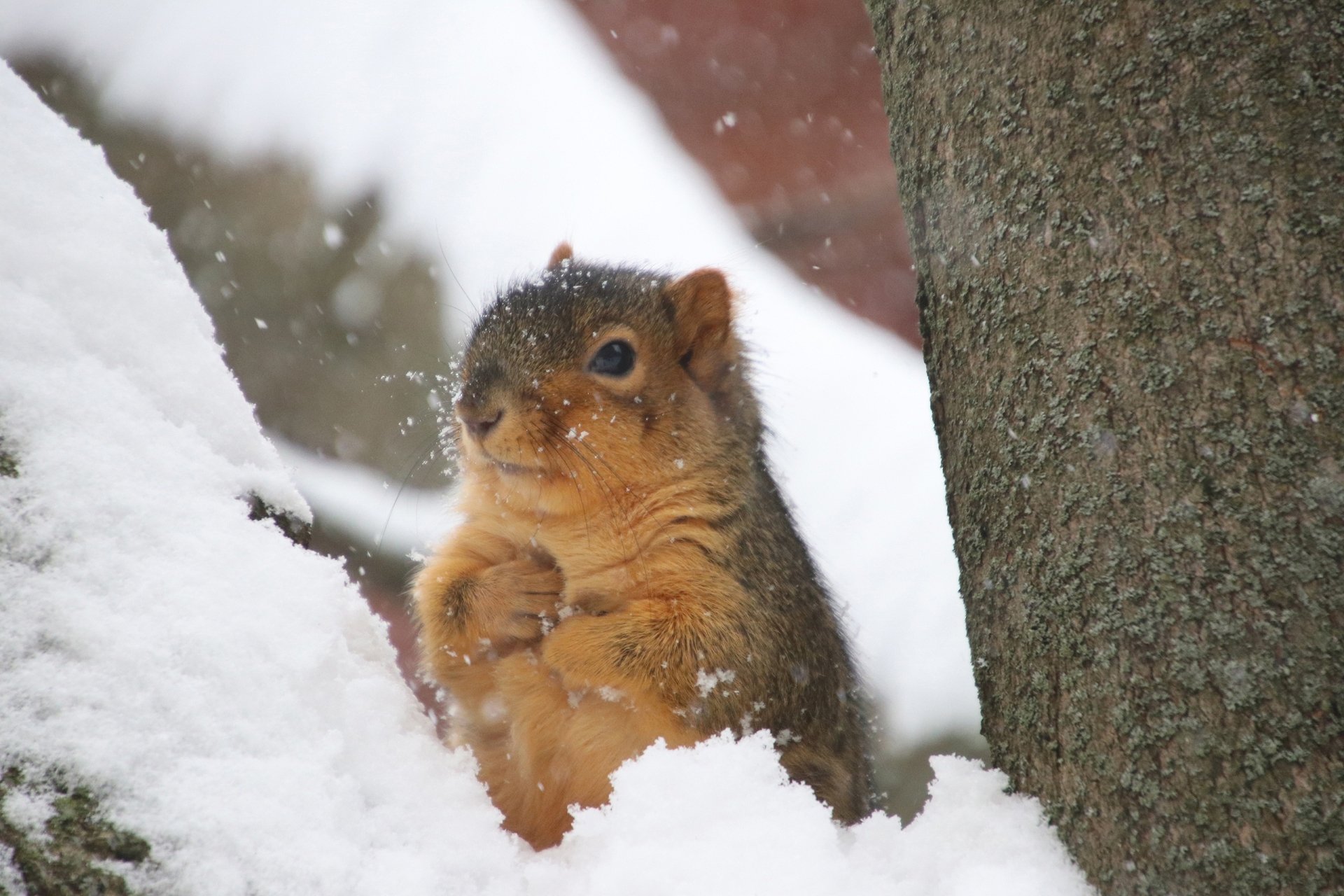 Download Rodent Snow Winter Animal Squirrel HD Wallpaper