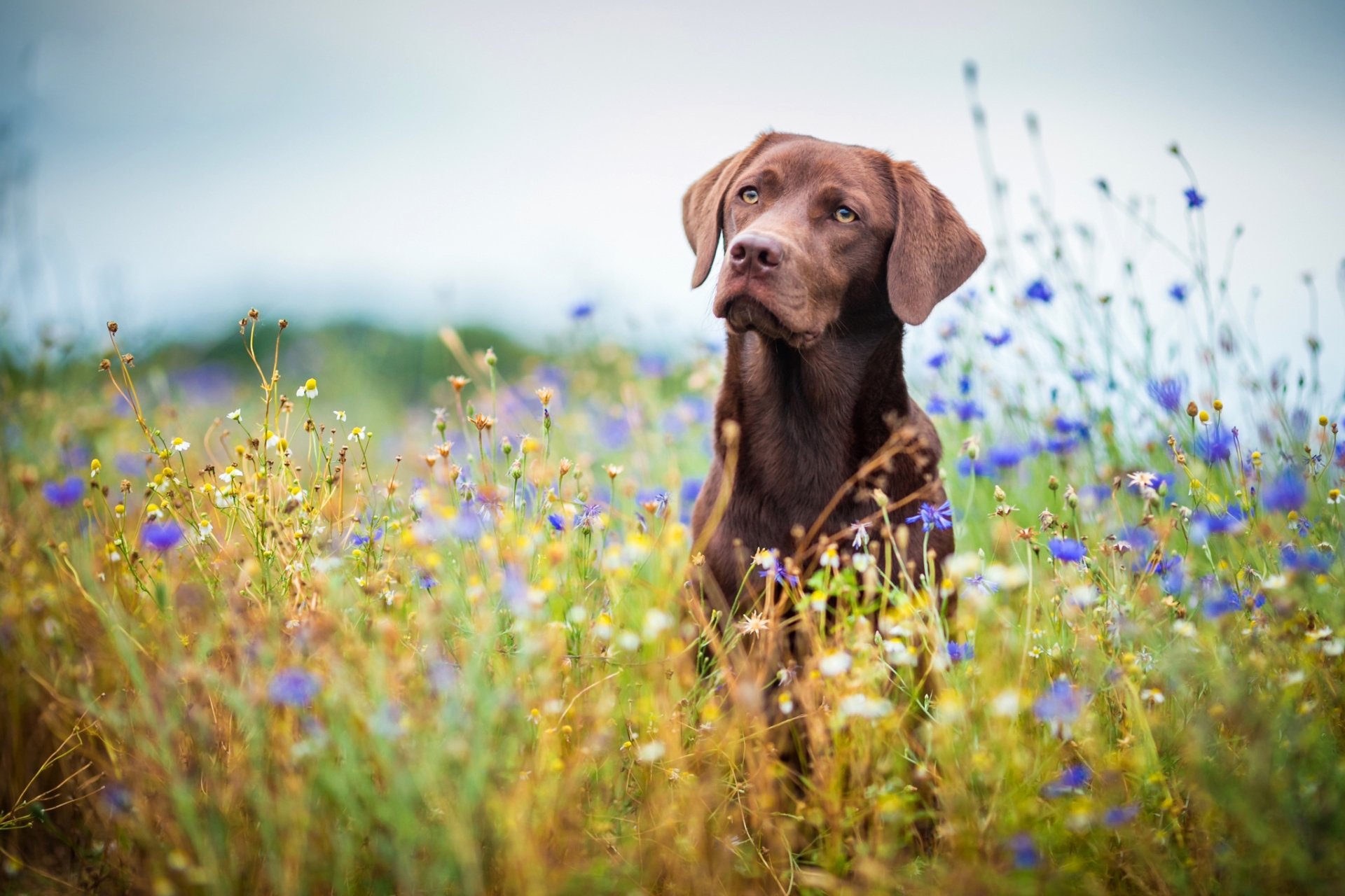 Download Meadow Dog Animal Labrador Retriever HD Wallpaper
