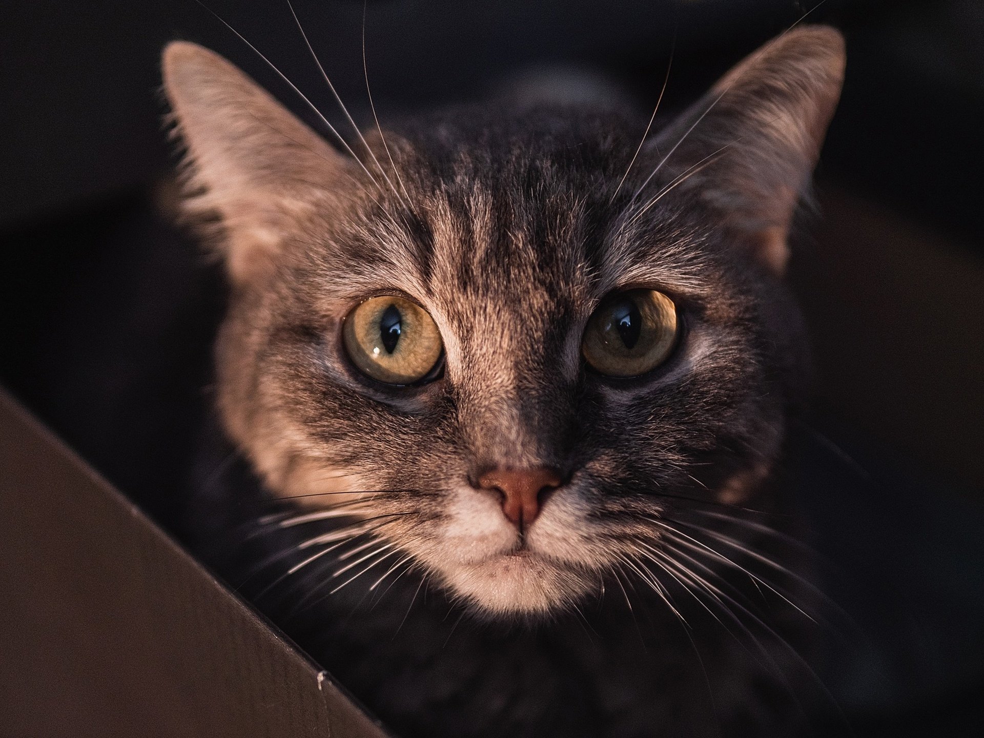 Download Stare Animal Cat HD Wallpaper | 1920x1440 | Wallpaper Abyss