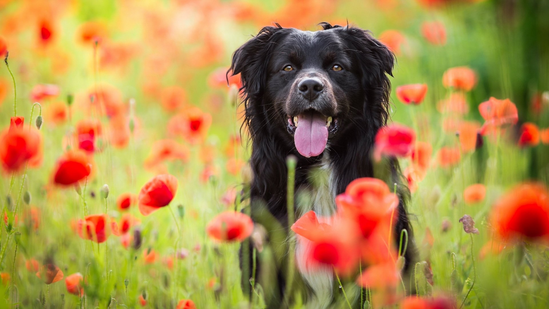 Download Depth Of Field Flower Red Flower Poppy Animal Dog HD Wallpaper