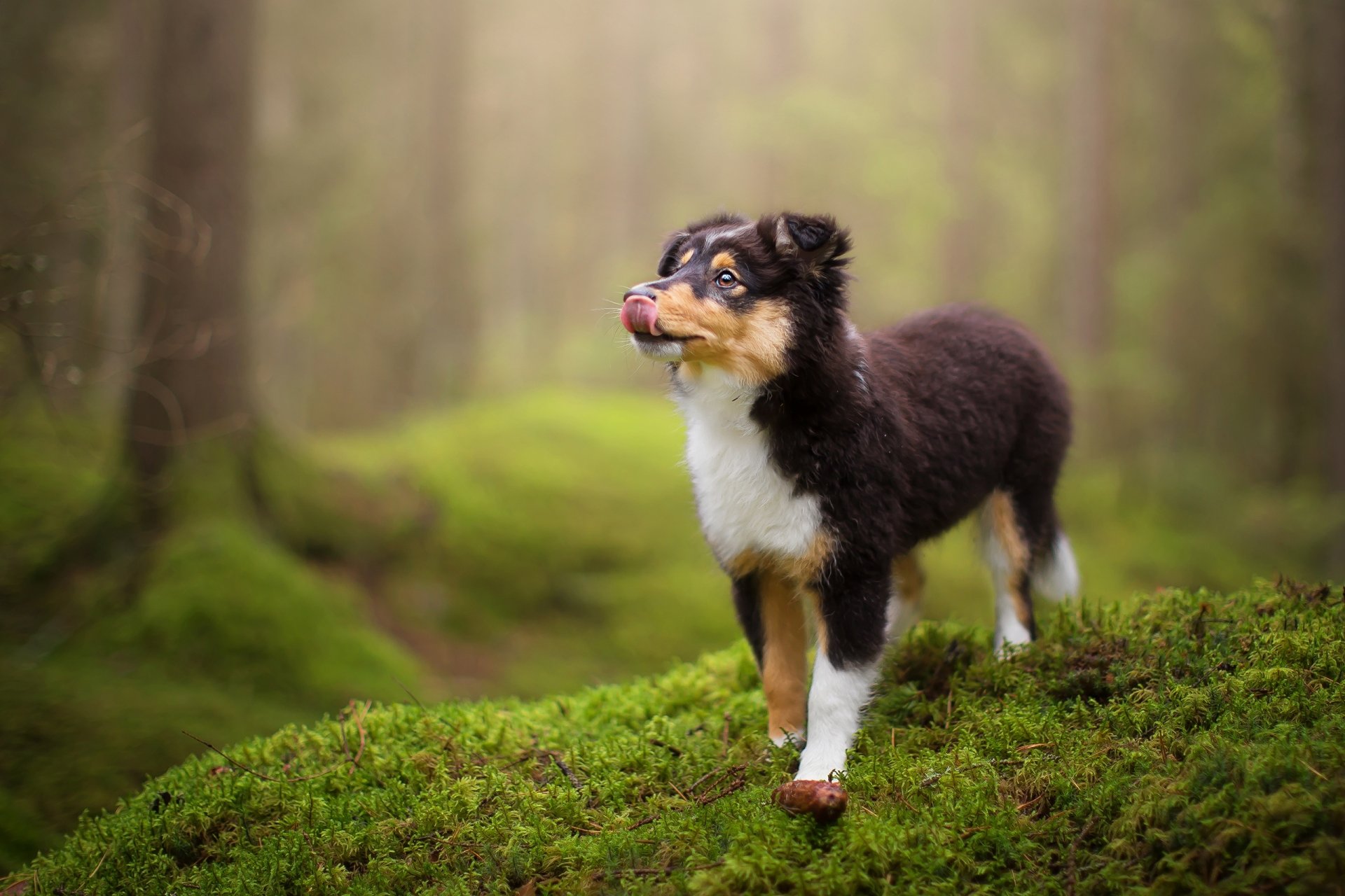 Download Puppy Depth Of Field Moss Baby Animal Dog Animal Shetland ...