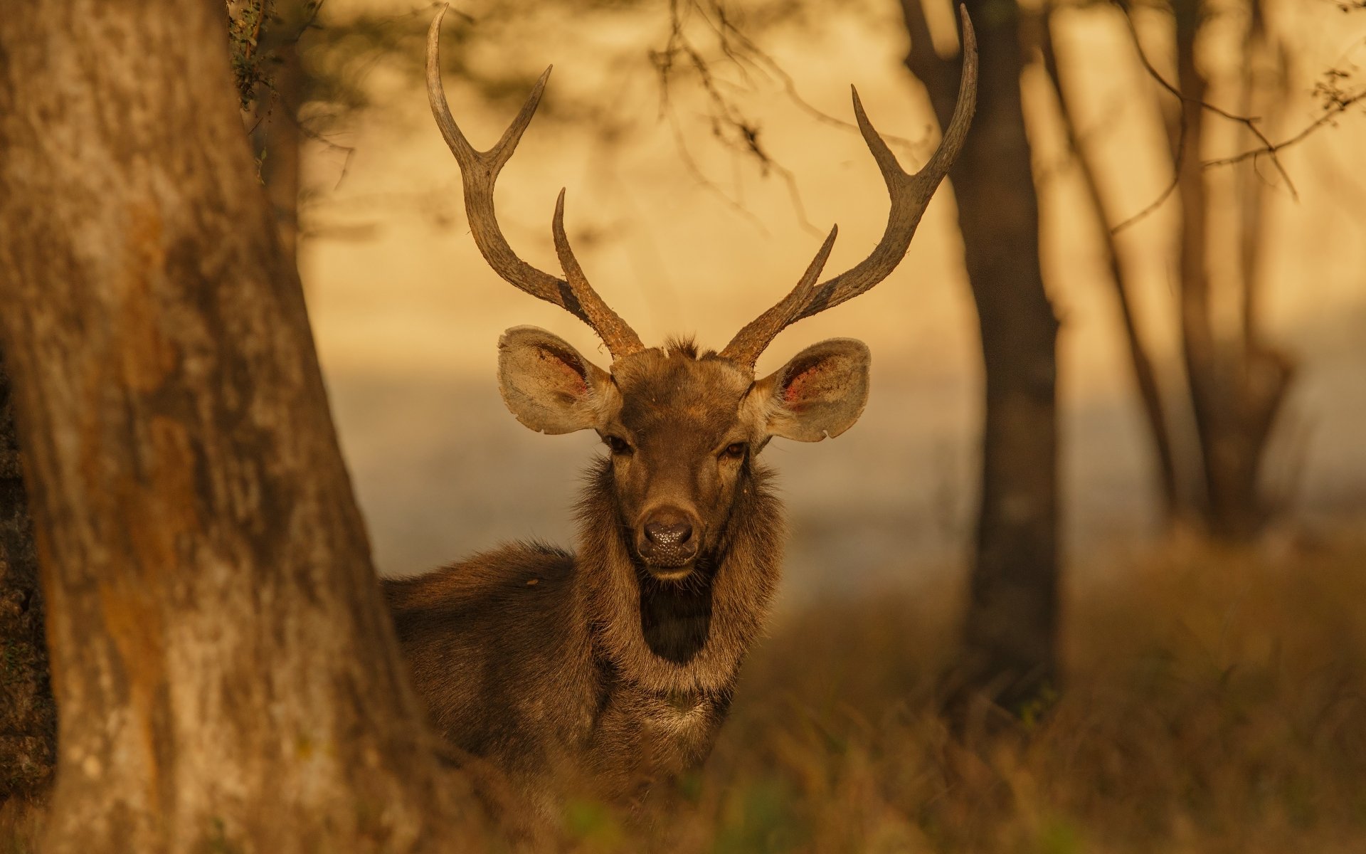 Download Depth Of Field Animal Deer 4k Ultra HD Wallpaper