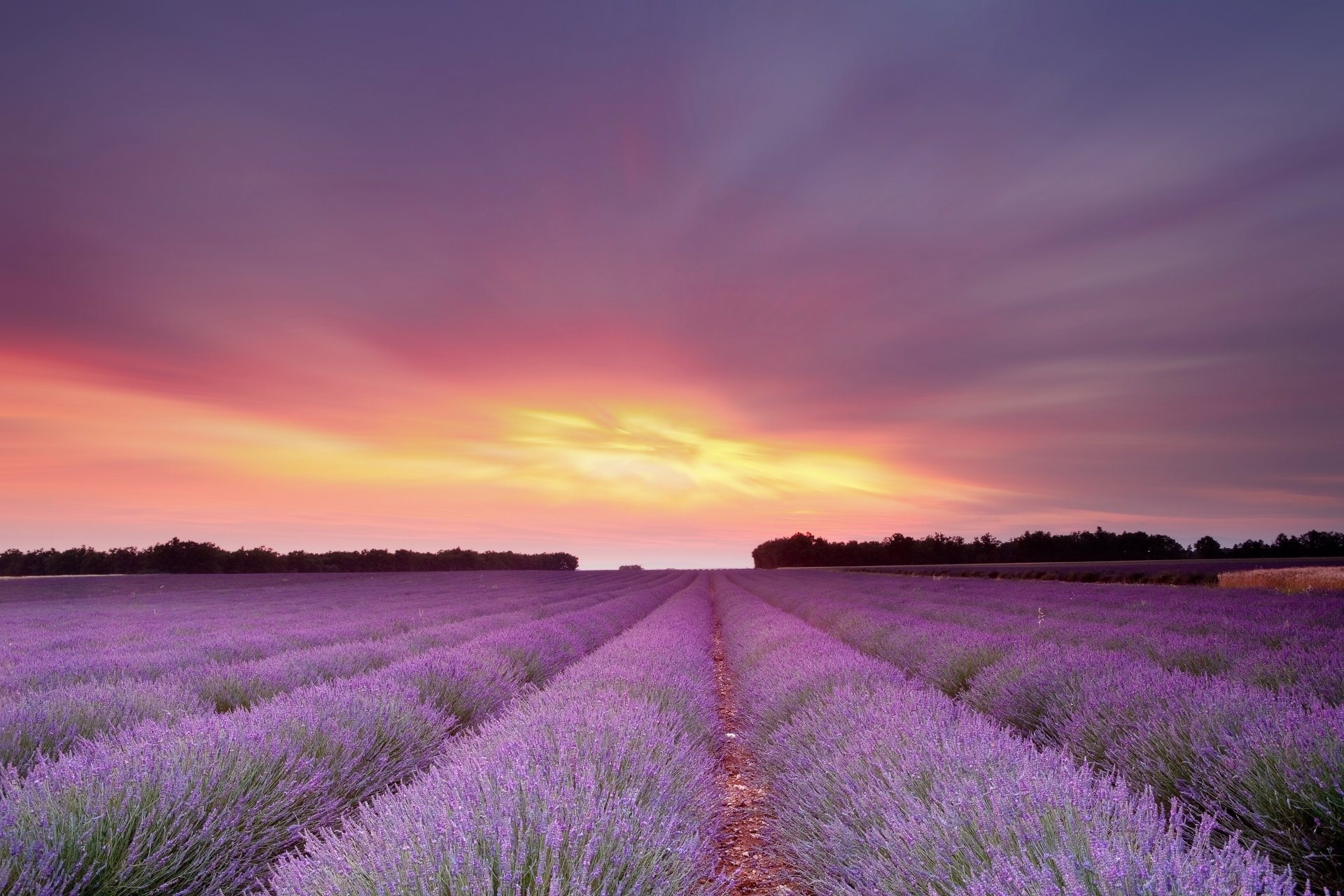 Download Flower Field Sunrise Landscape Nature Lavender 4k Ultra HD ...