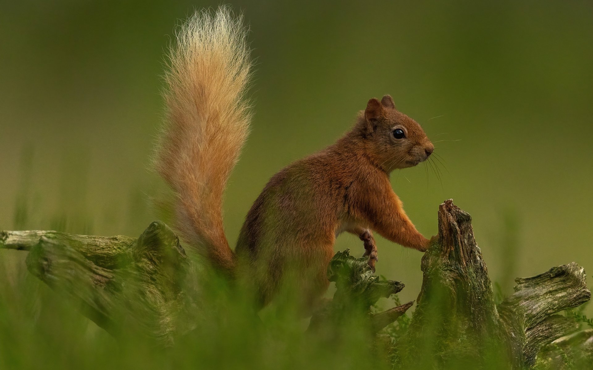 Animal Squirrel 4k Ultra HD Wallpaper
