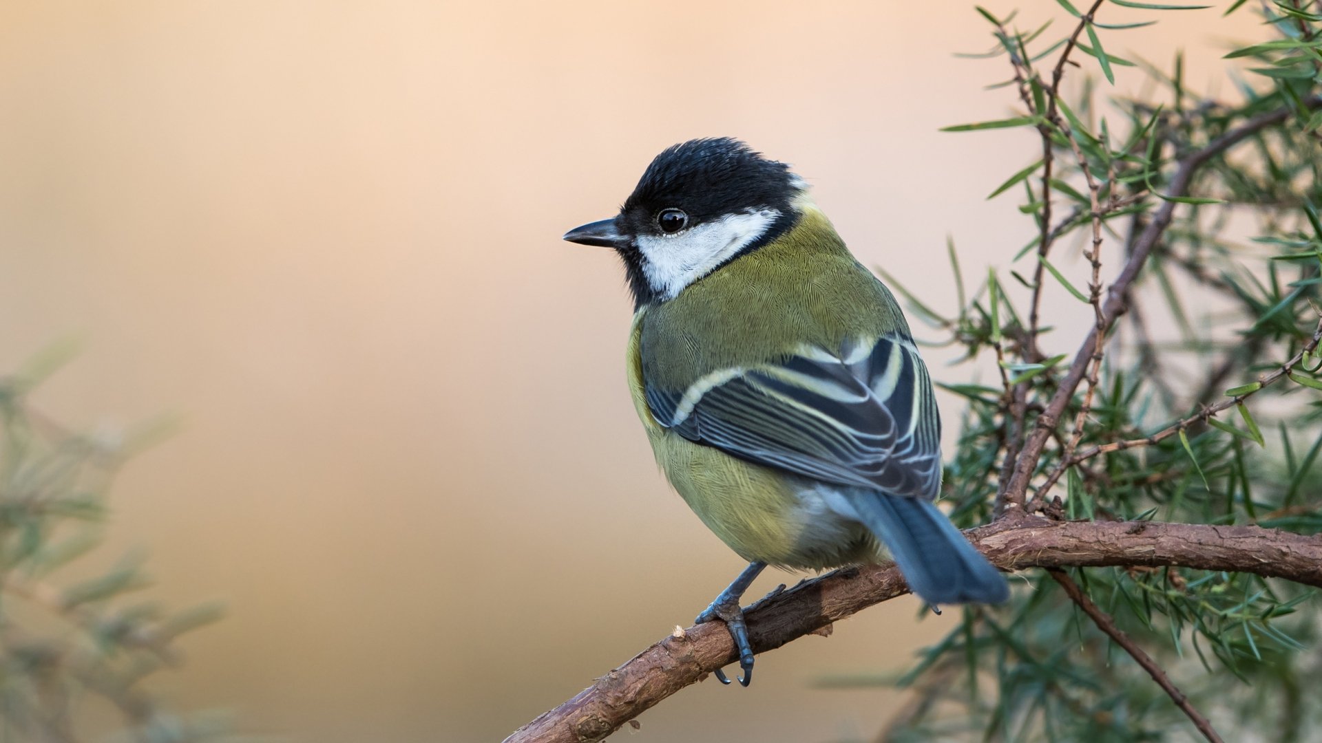 Titmouse HD Wallpaper