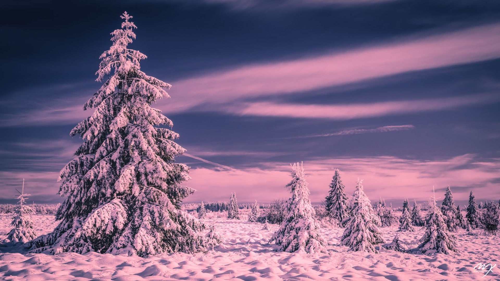Winter’s Embrace: Snow-Covered Pines Under a Dreamy Clouded Sky - HD ...