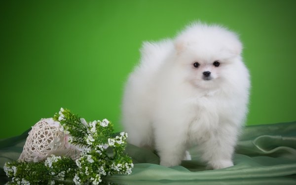 [10+] Spitz 4k Wallpapers