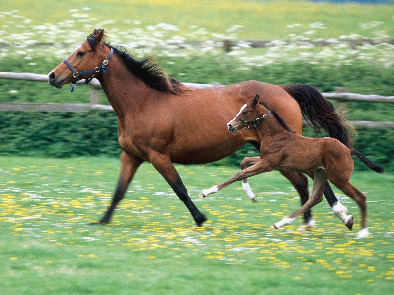 Baby Horses Wallpaper