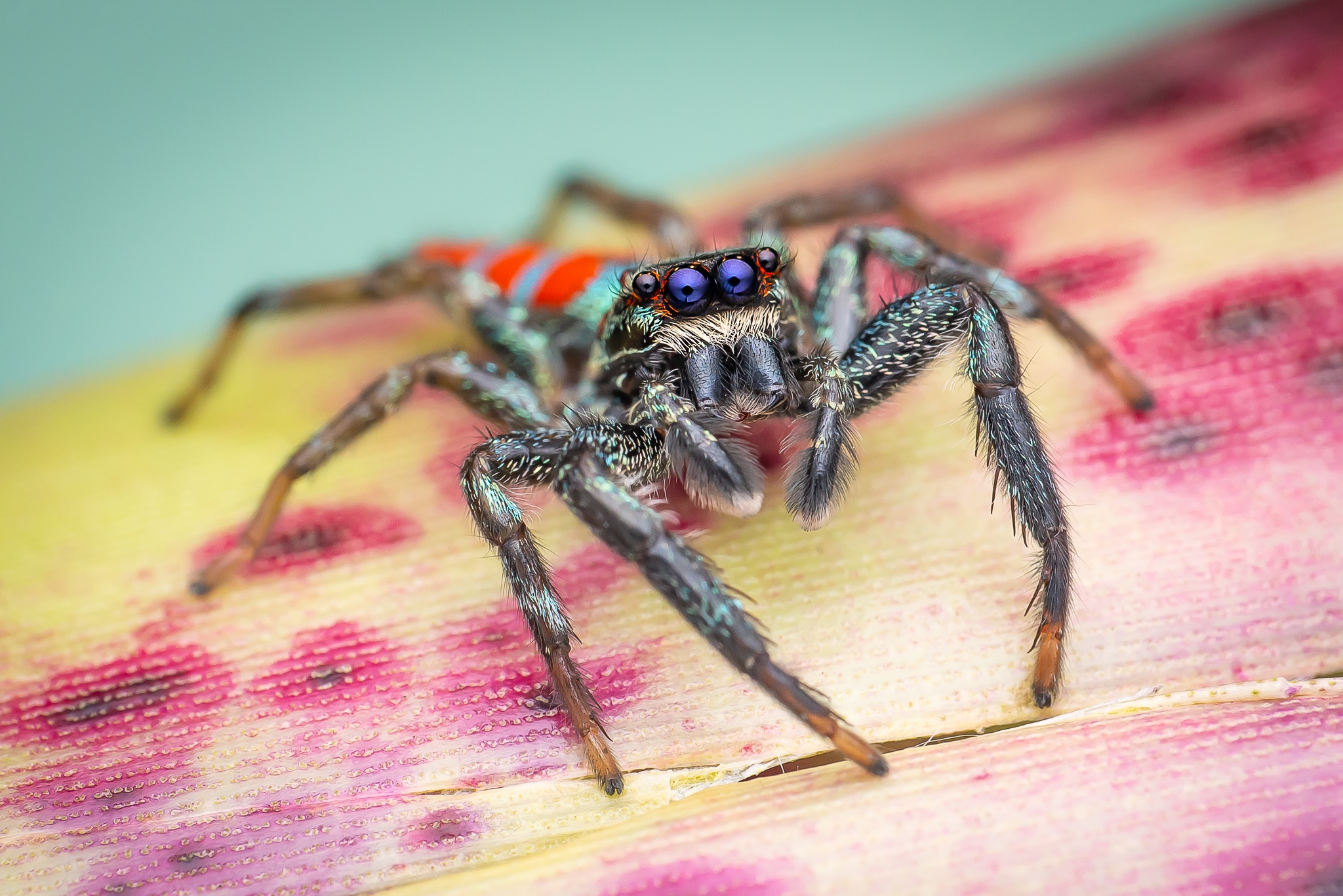 Download Macro Spider Animal HD Wallpaper