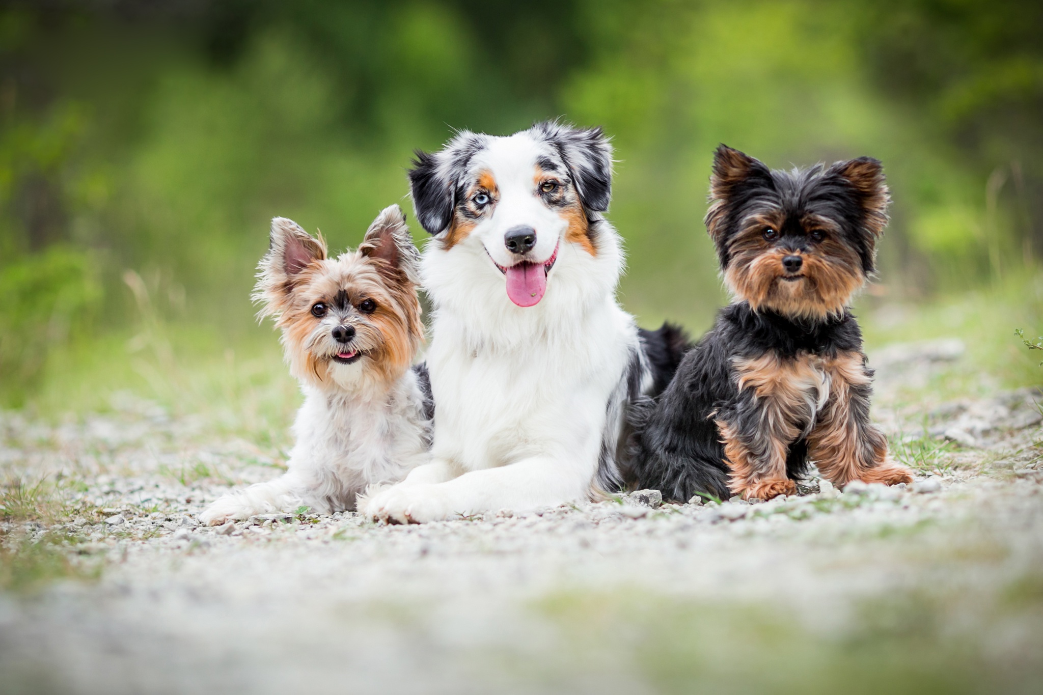 Download Depth Of Field Animal Dog HD Wallpaper