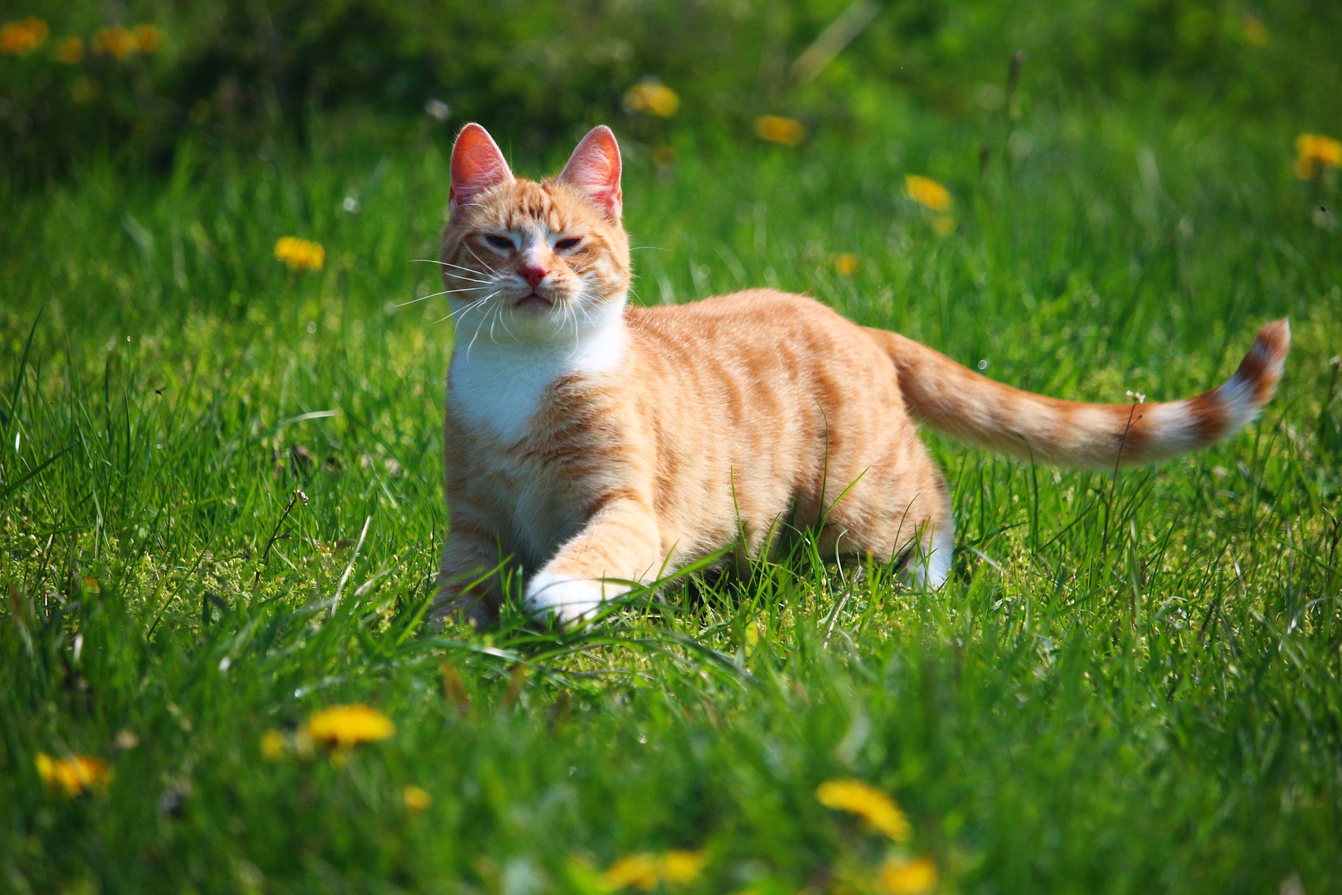 Download Grass Animal Cat HD Wallpaper