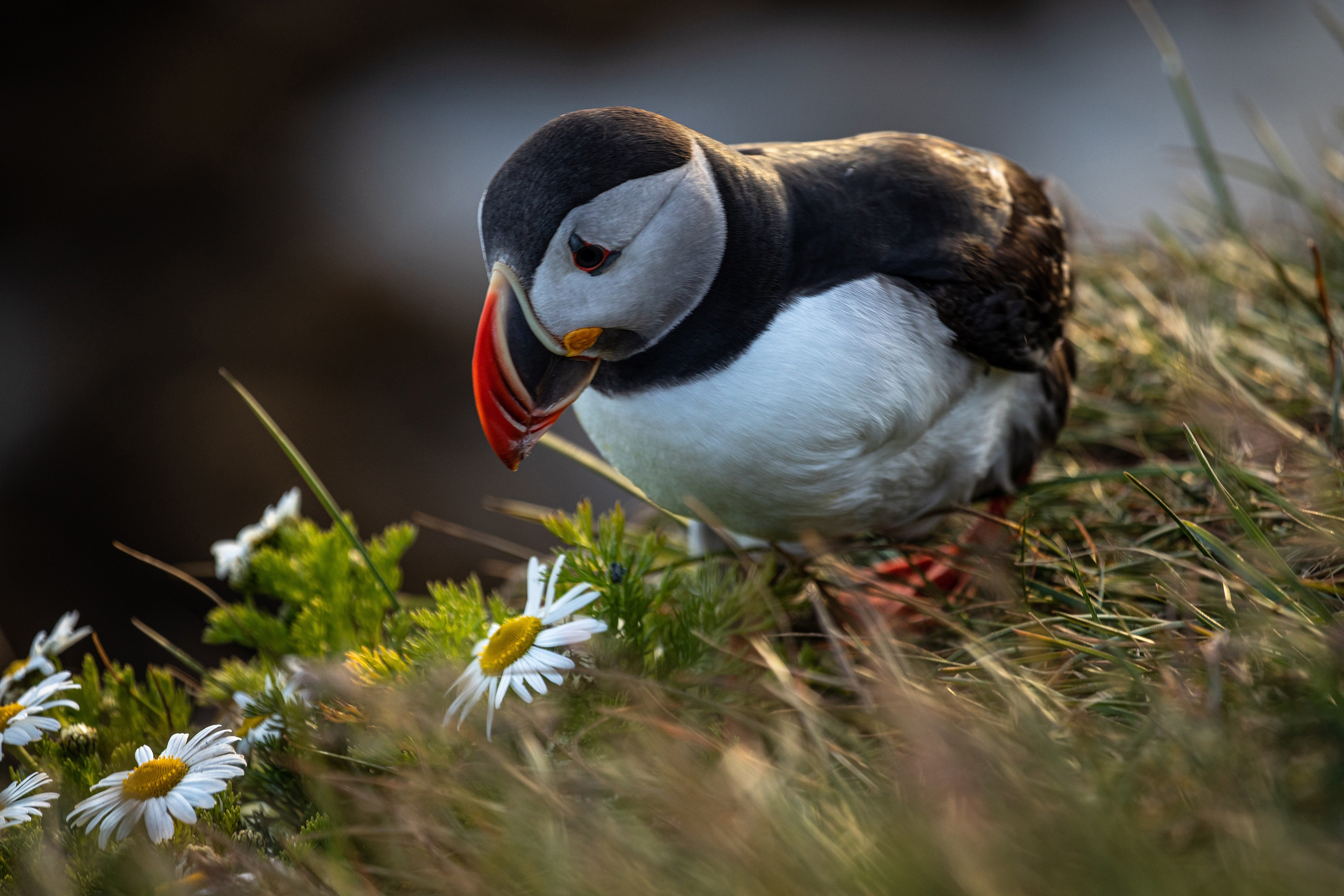 Download Bird Animal Puffin HD Wallpaper