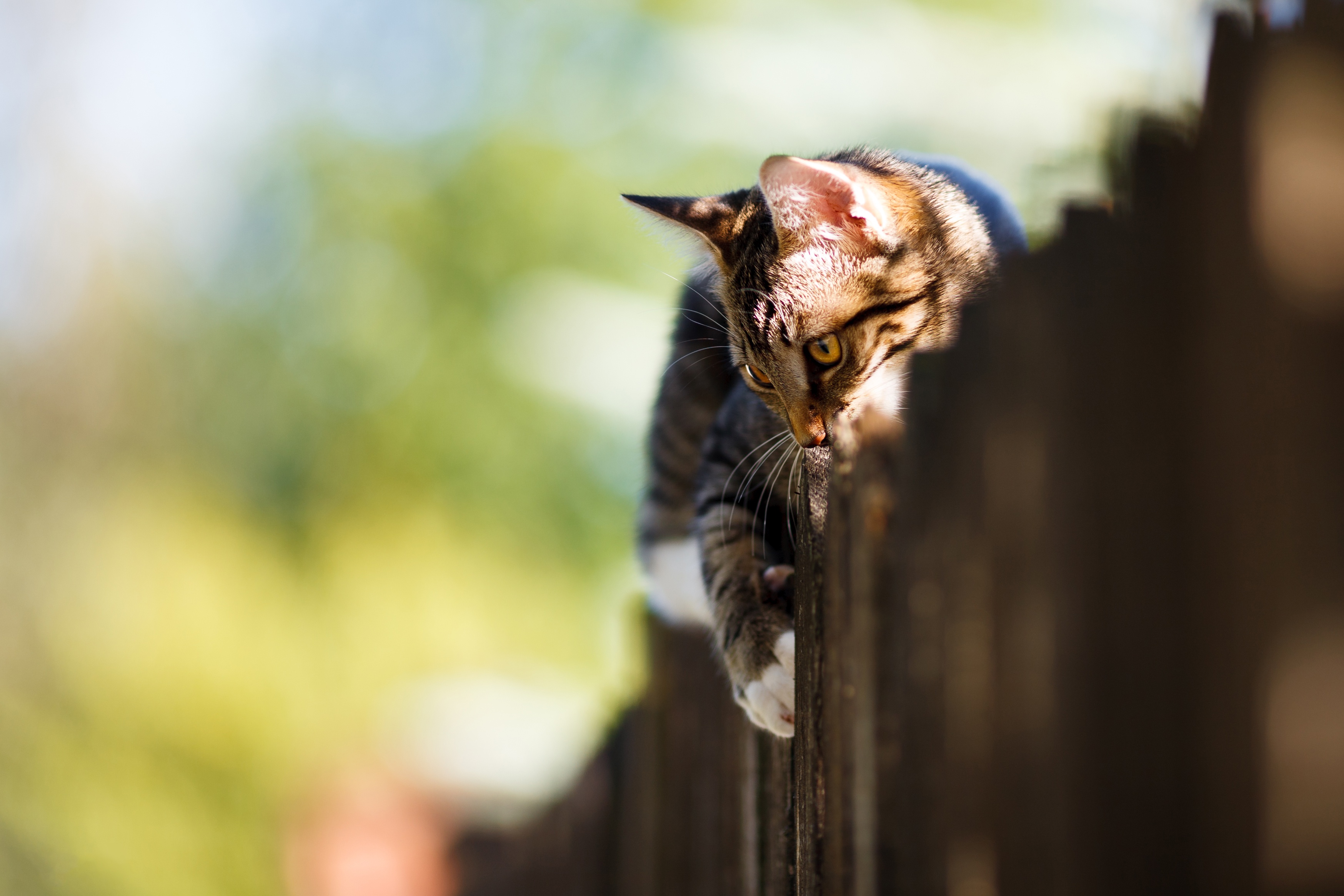 Download Depth Of Field Animal Cat HD Wallpaper
