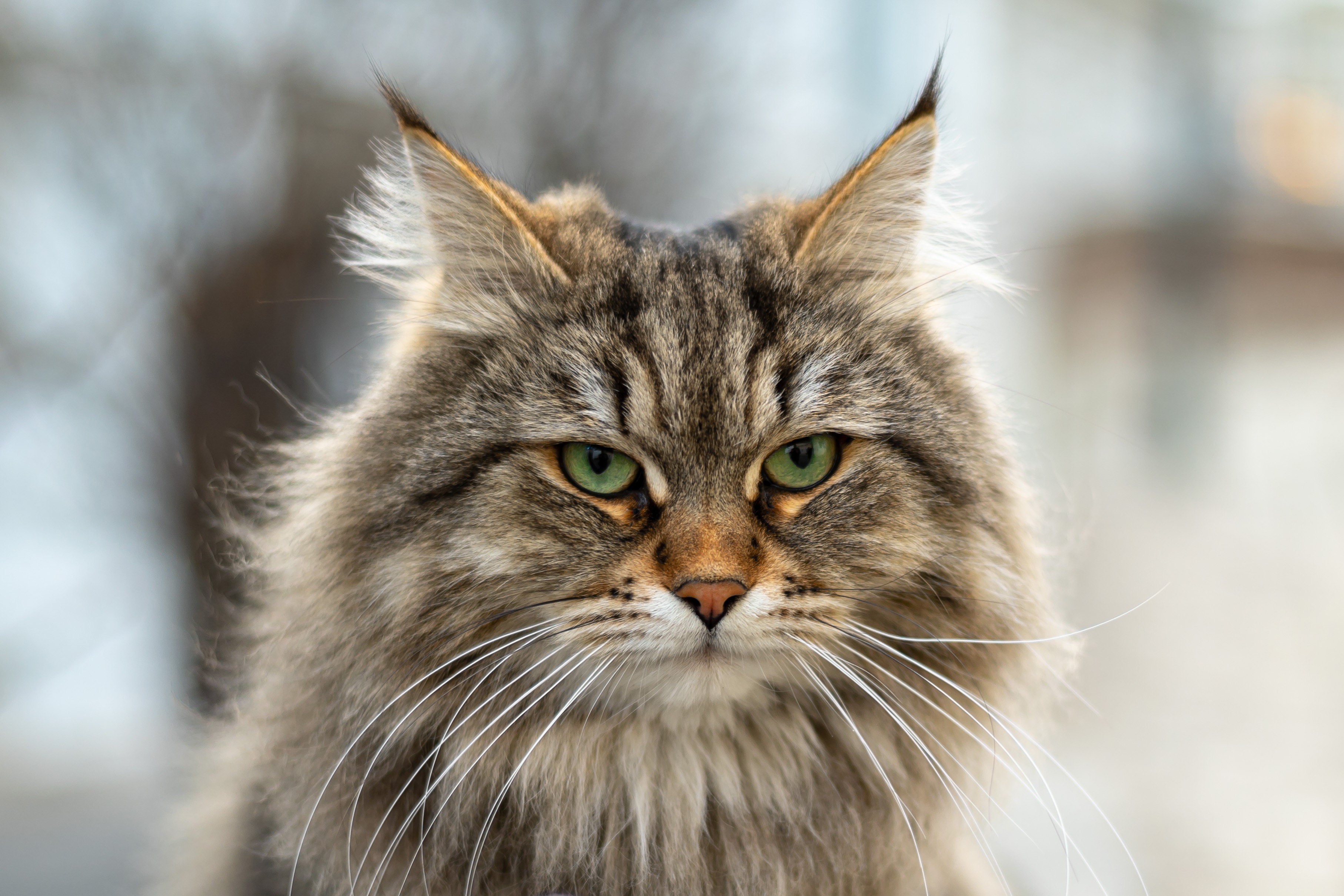 Download Siberian Cat Animal Cat HD Wallpaper