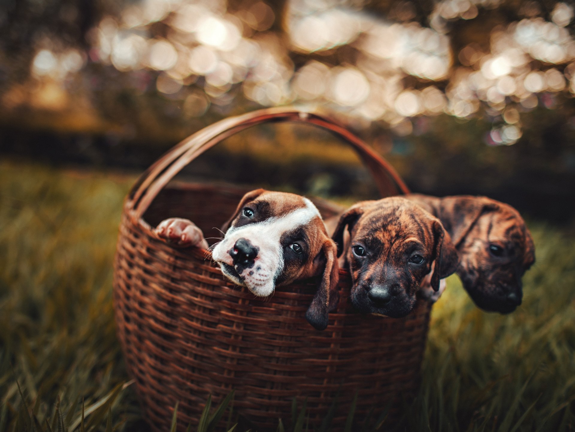 Download Basket Depth Of Field Bokeh Baby Animal Dog Animal Puppy 4k ...