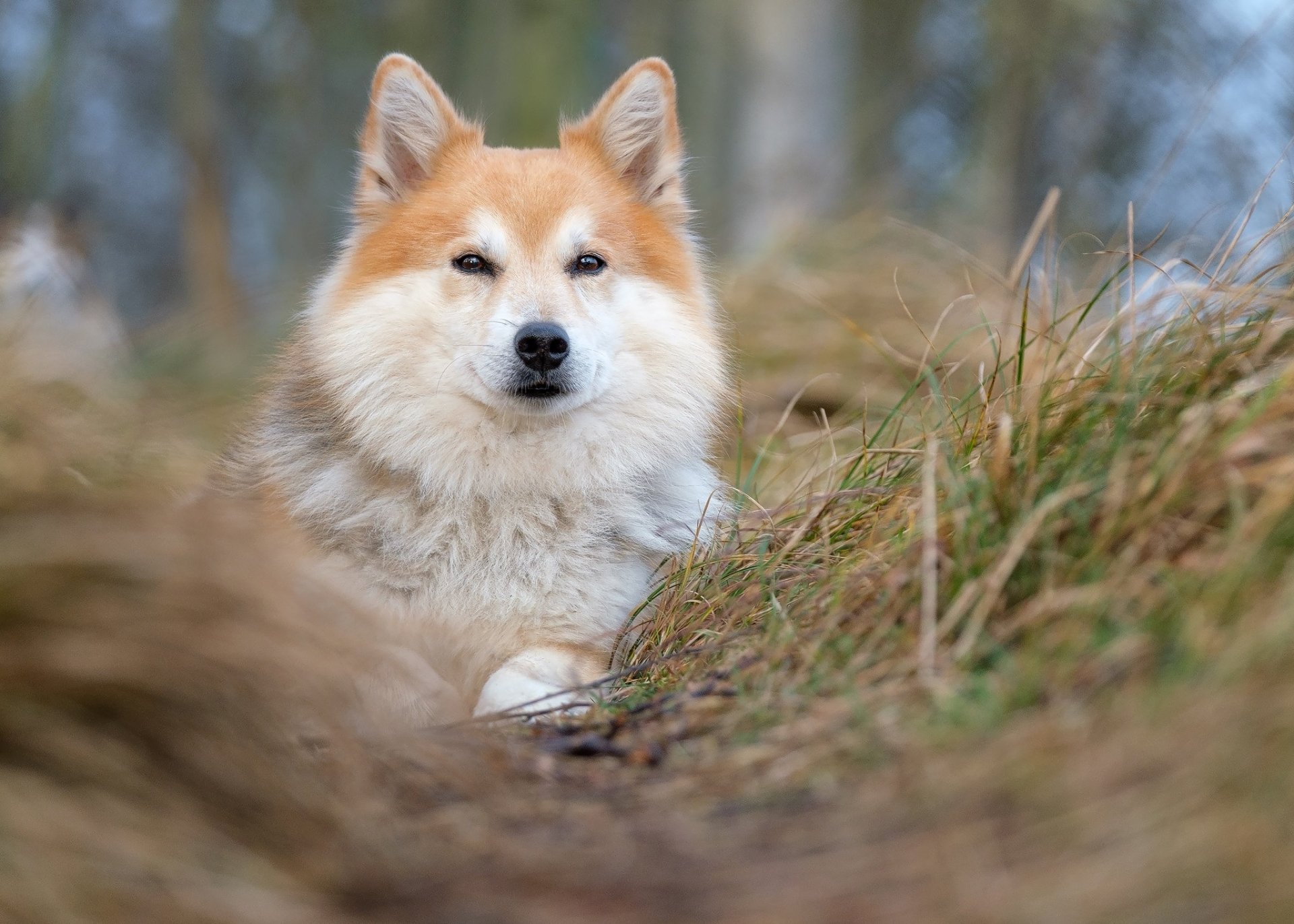 Majestic Icelandic Sheepdog HD Wallpaper – Noble Canine Charm