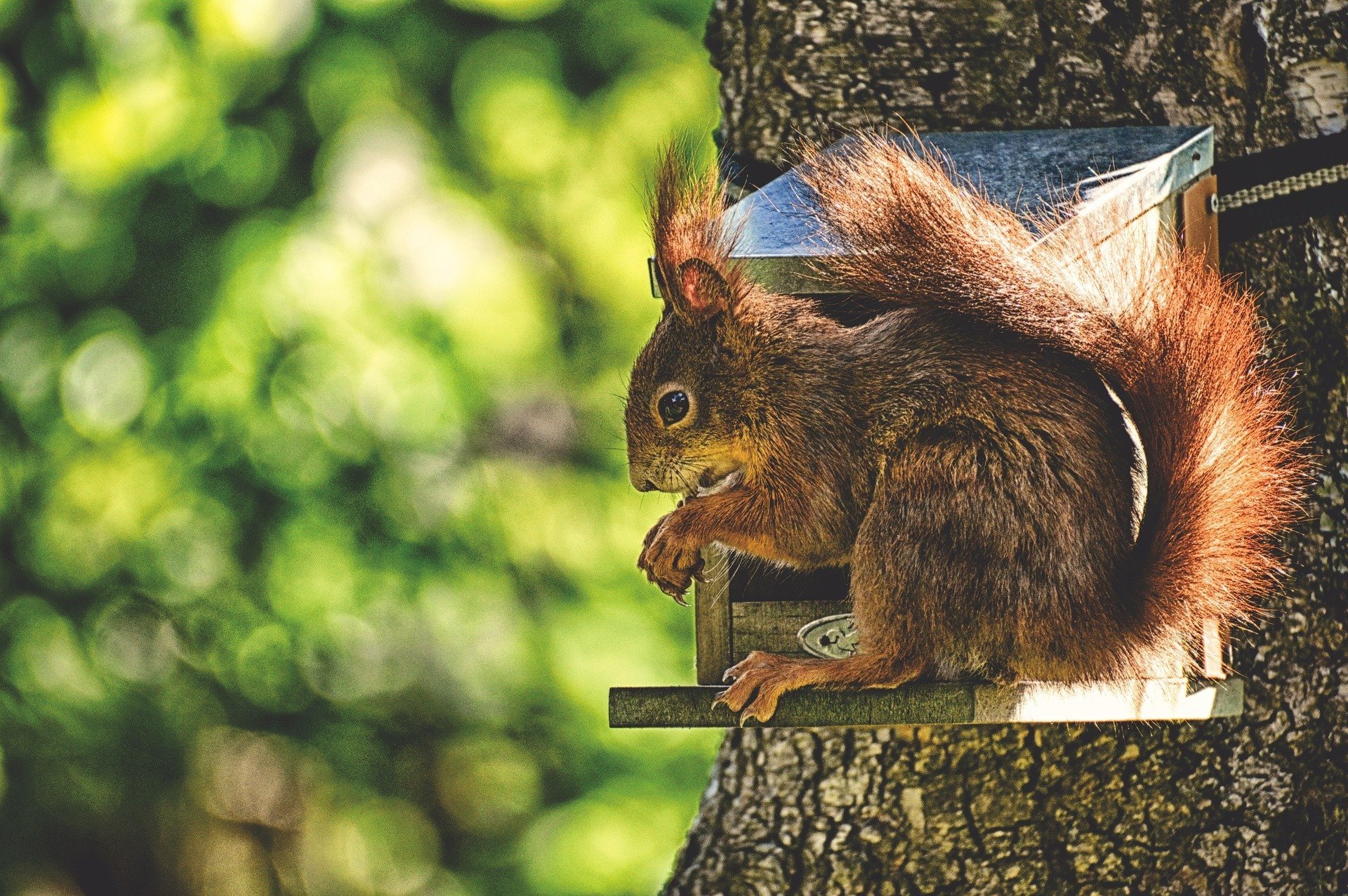 Download Rodent Animal Squirrel HD Wallpaper