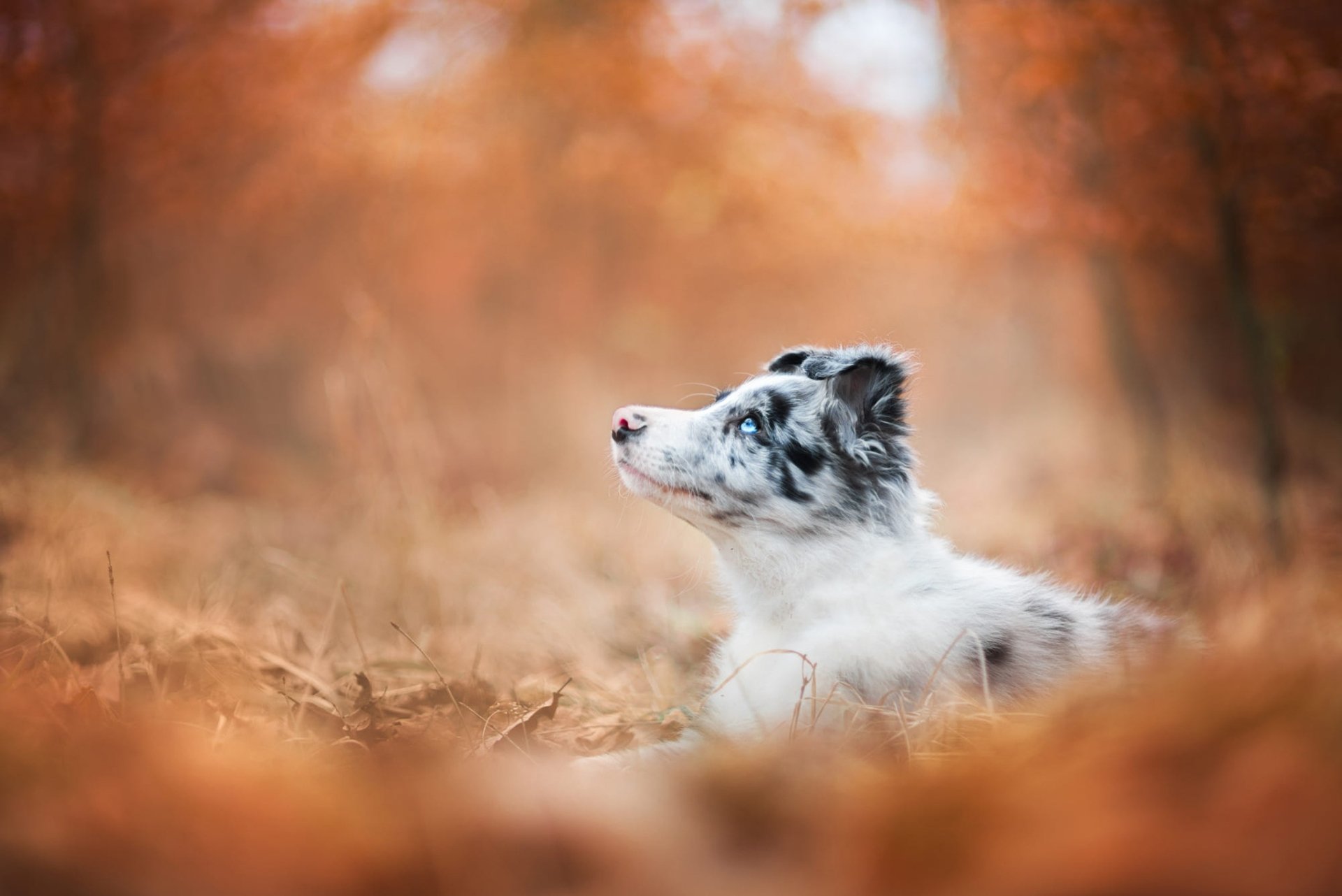 Download Depth Of Field Dog Animal Australian Shepherd HD Wallpaper