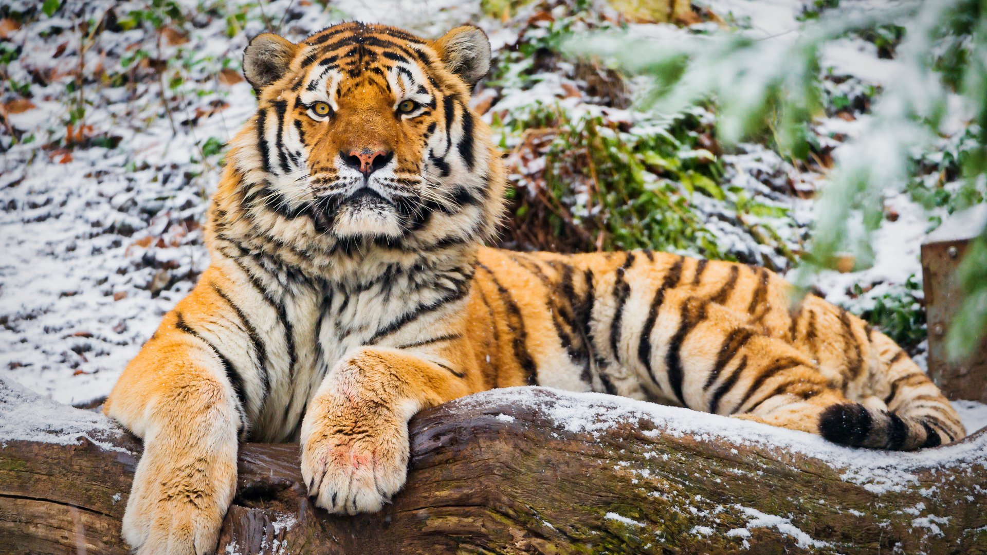 Download Animal Tiger 4k Ultra HD Wallpaper | 5120x2880 | Wallpaper Abyss
