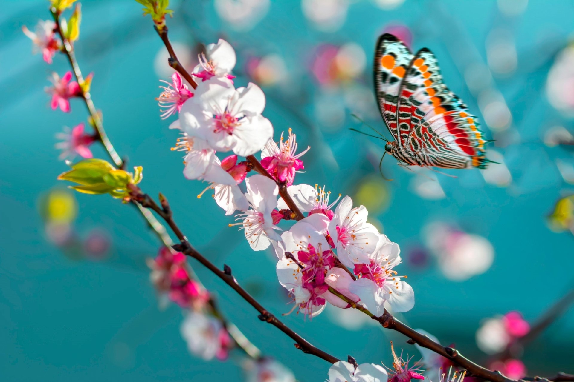 Download Blossom Insect Spring Flower Macro Animal Butterfly HD Wallpaper