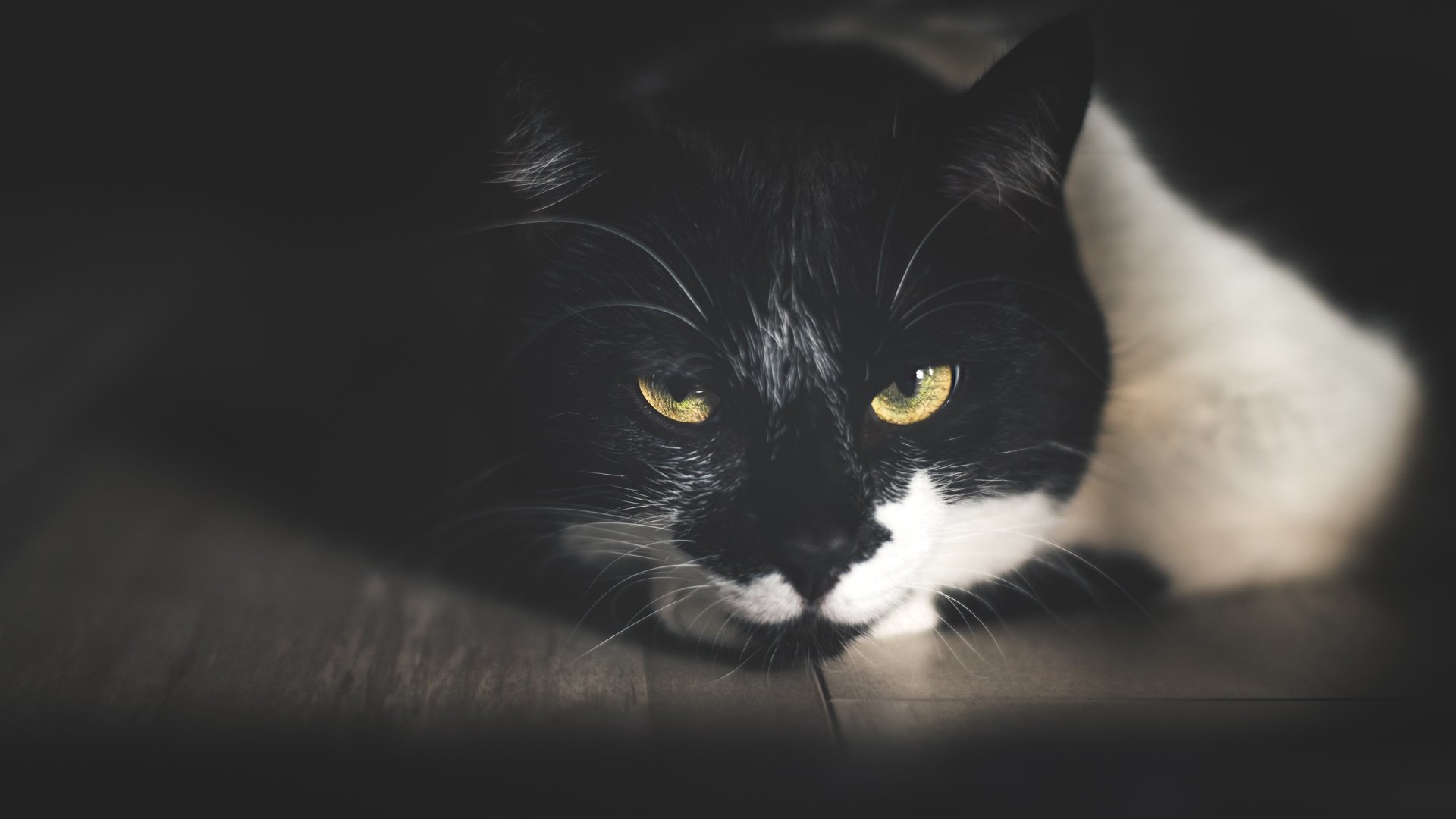 Download Black Cat Stare Animal Cat HD Wallpaper | 2844x1600 ...
