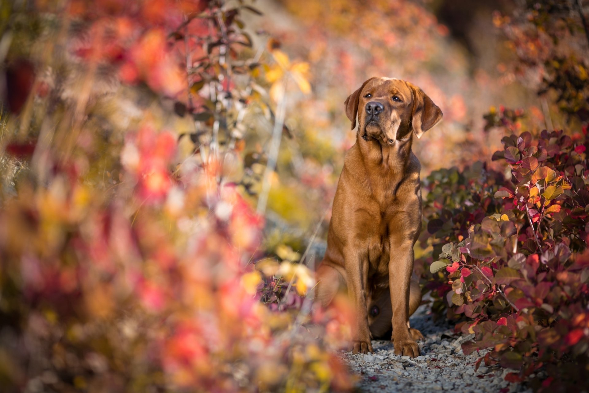 Download Fall Dog Animal Labrador Retriever HD Wallpaper