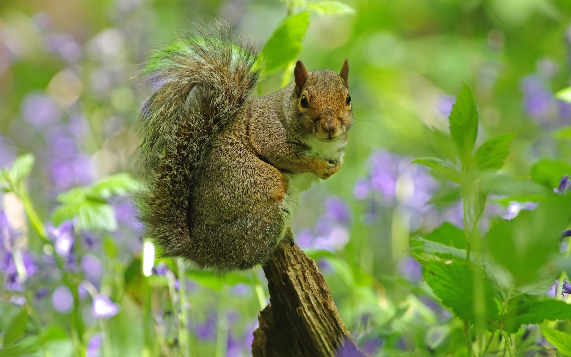 Download Rodent Animal Squirrel HD Wallpaper