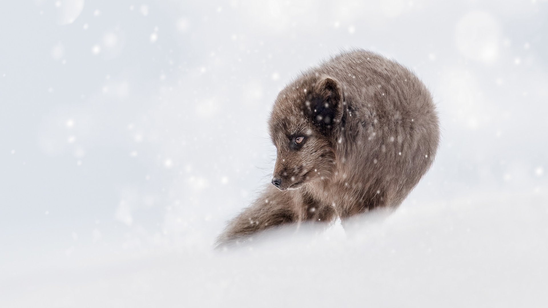 Download Snowfall Snow Winter Animal Fox Winter Animals HD Wallpaper ...