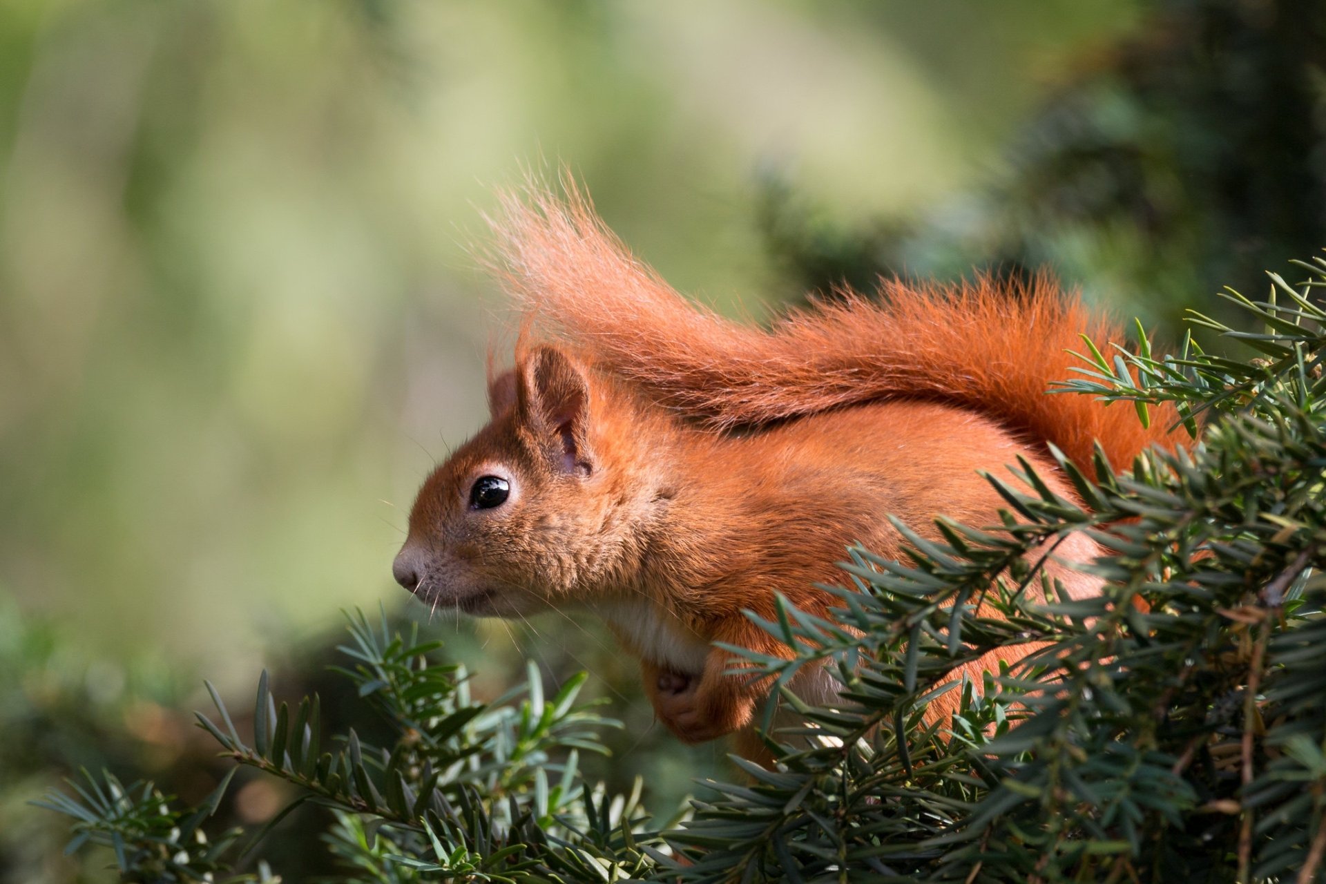 Download Rodent Animal Squirrel HD Wallpaper