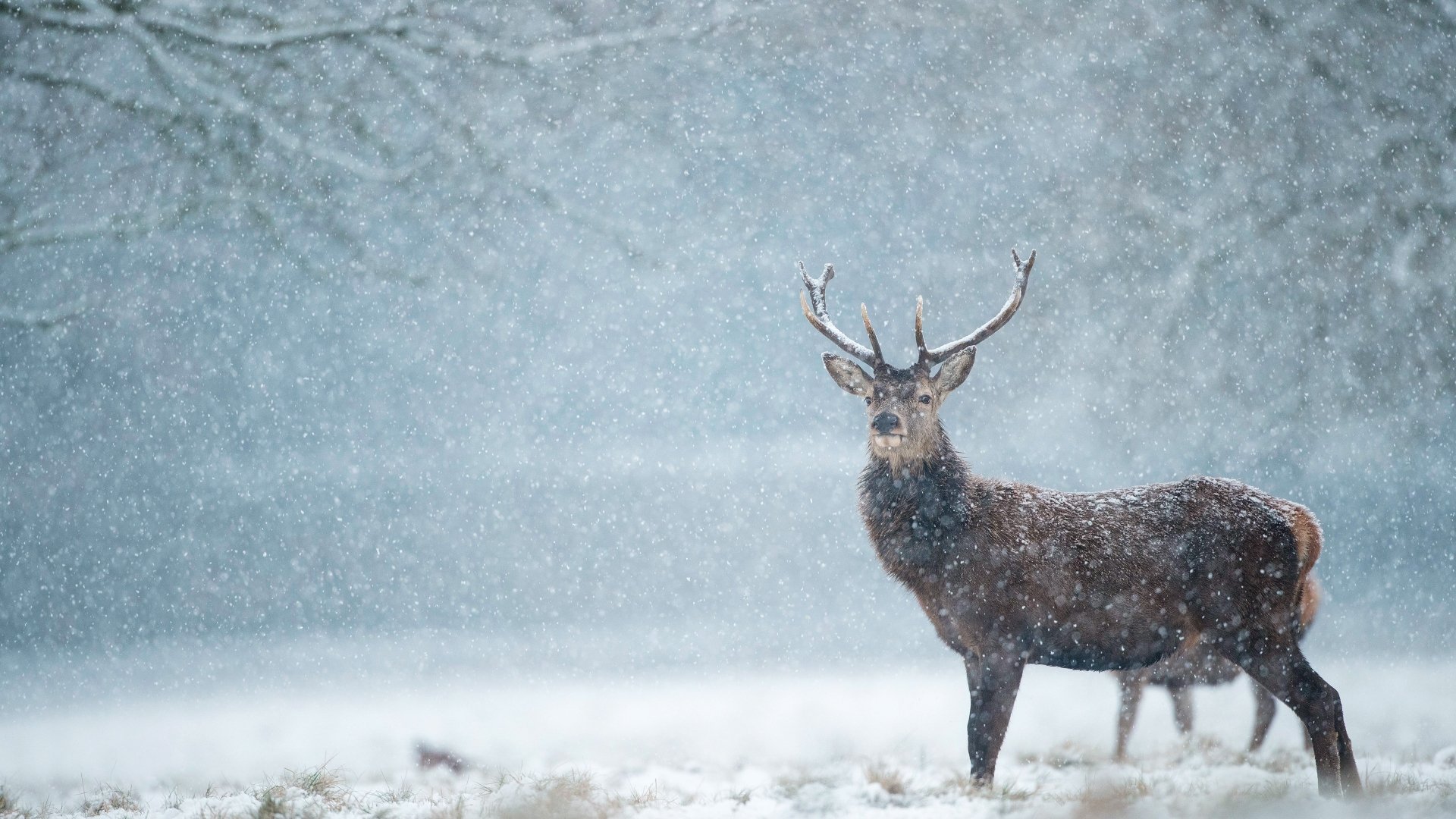 Winter Majesty: 4K Ultra HD Deer in Snowfall Wonderland