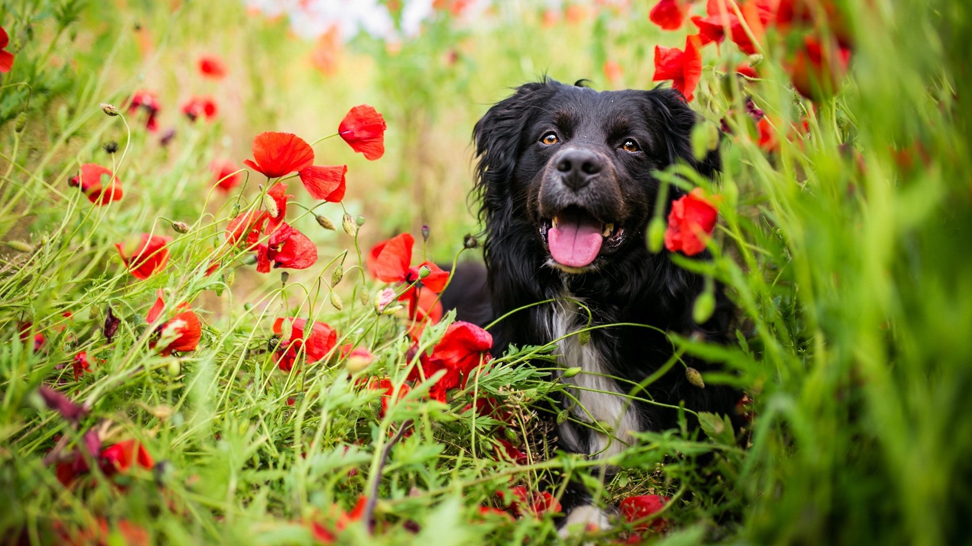 Large Dogs Wallpapers Hd