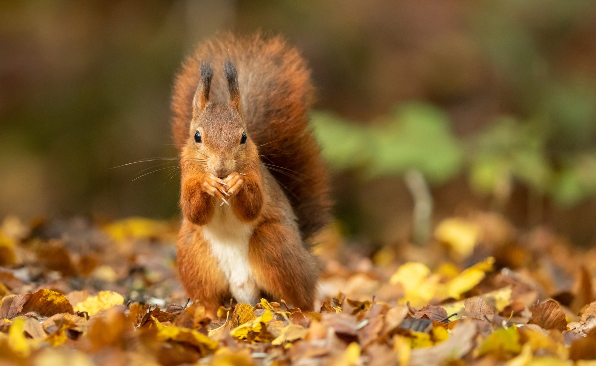 Download Rodent Animal Squirrel 4k Ultra HD Wallpaper