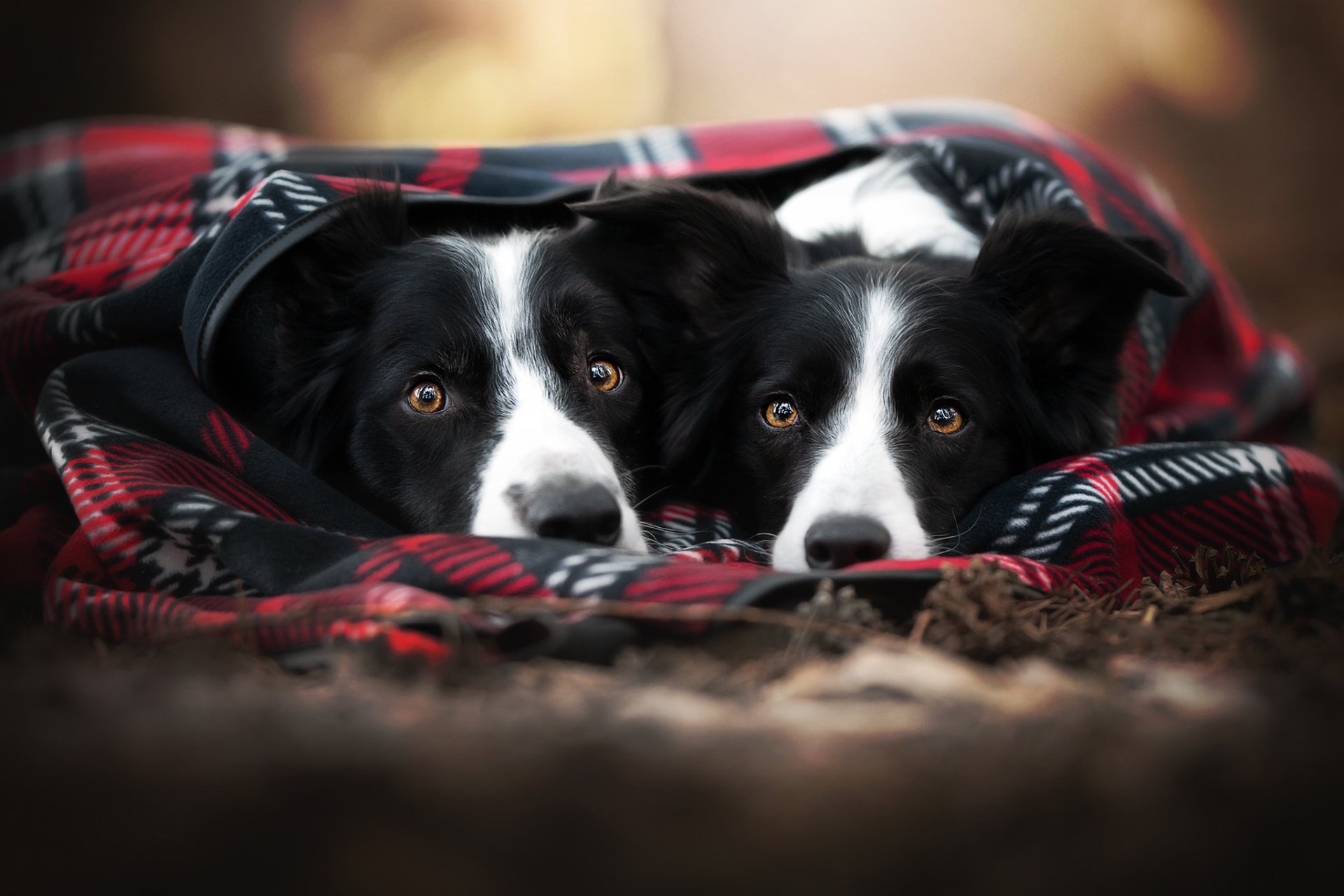 Dogs Wallpaper 2048x1152
