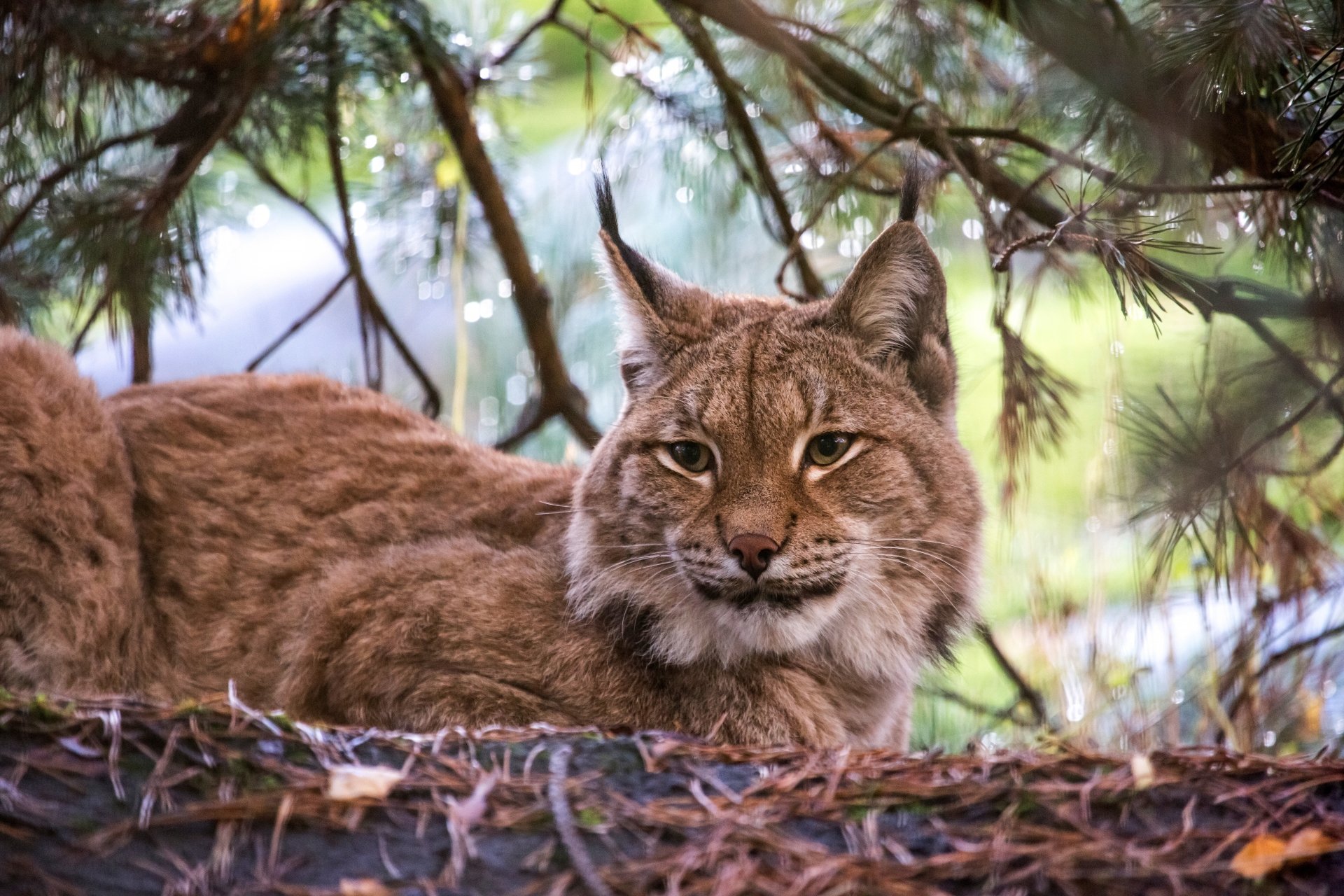 Animal Lynx 4k Ultra HD Wallpaper