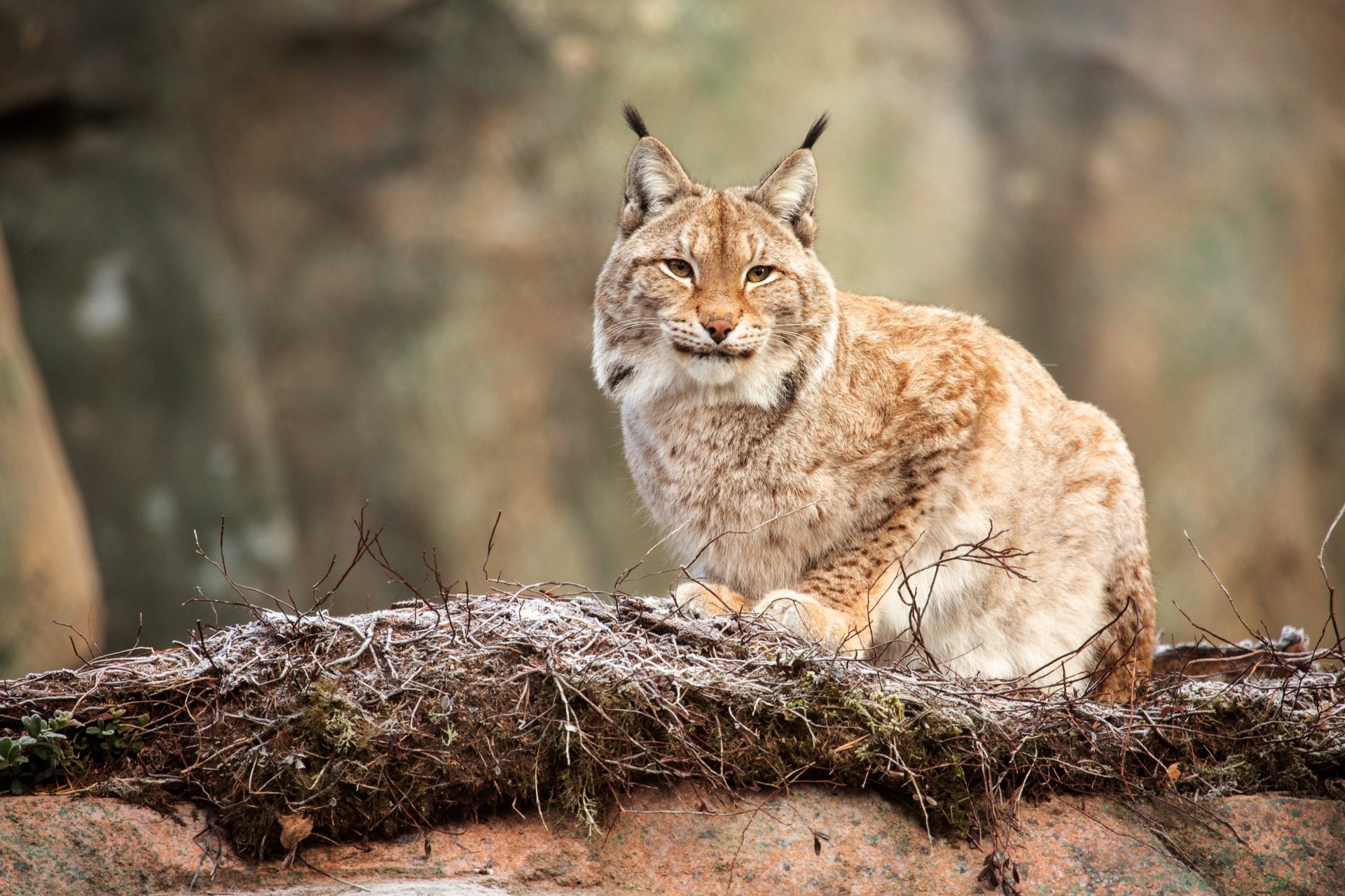 Download Animal Lynx 4k Ultra HD Wallpaper | 5760x3840 | Wallpaper Abyss