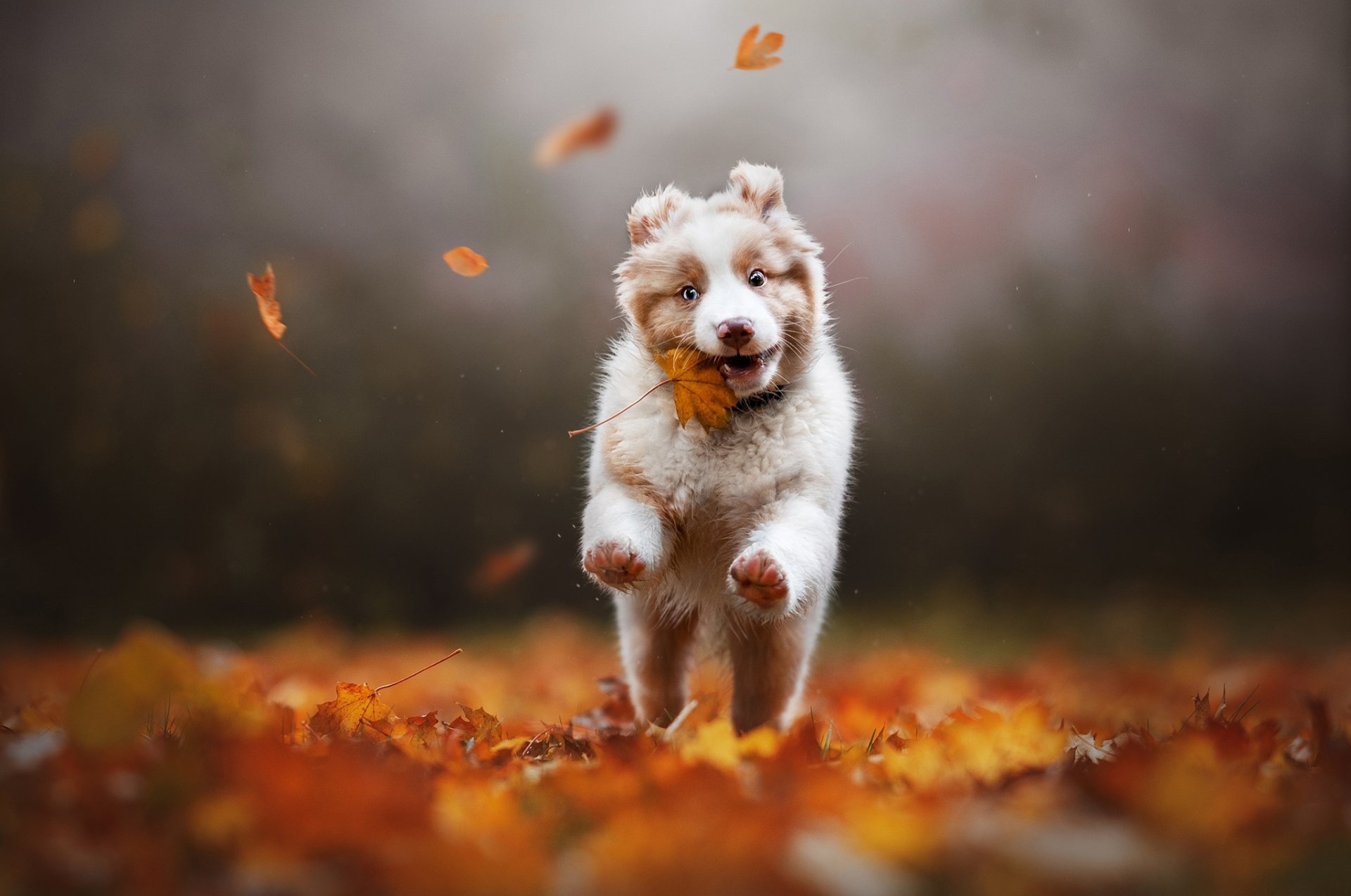Download Puppy Baby Animal Fall Depth Of Field Leaf Dog Animal ...